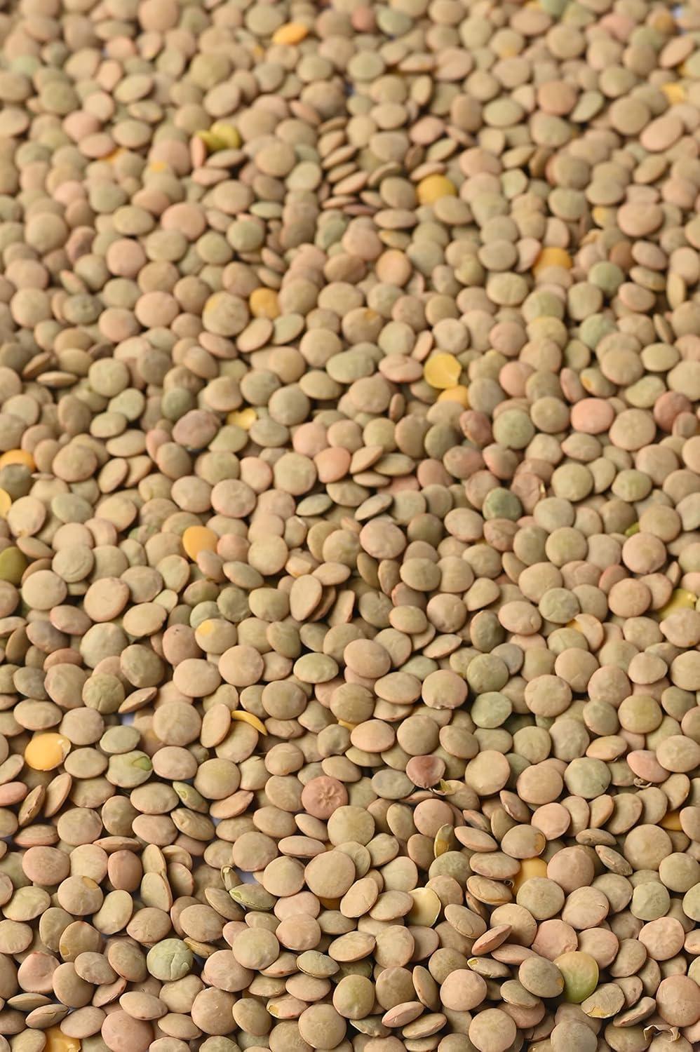 Buy Biojoy ORGANIC Laird Lentils 2.5 kg | Dried Whole Lentils for ...
