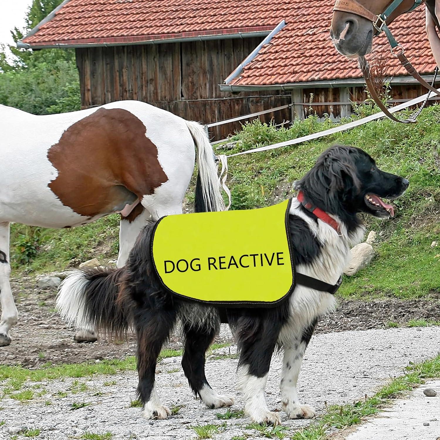 Reactive Dog Jacket Vest Dog Reactive Vest Dog Walking Slogan Warning ...