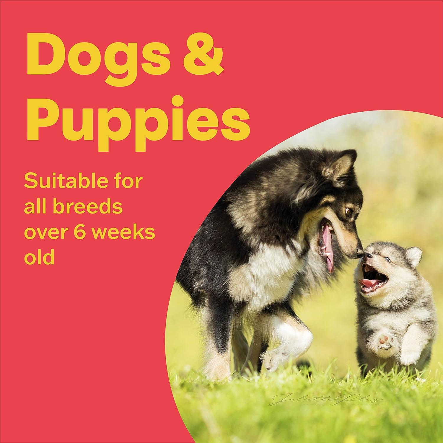Bob Martin Dog Conditioning Tablets (100 Tablets) - Immune System ...
