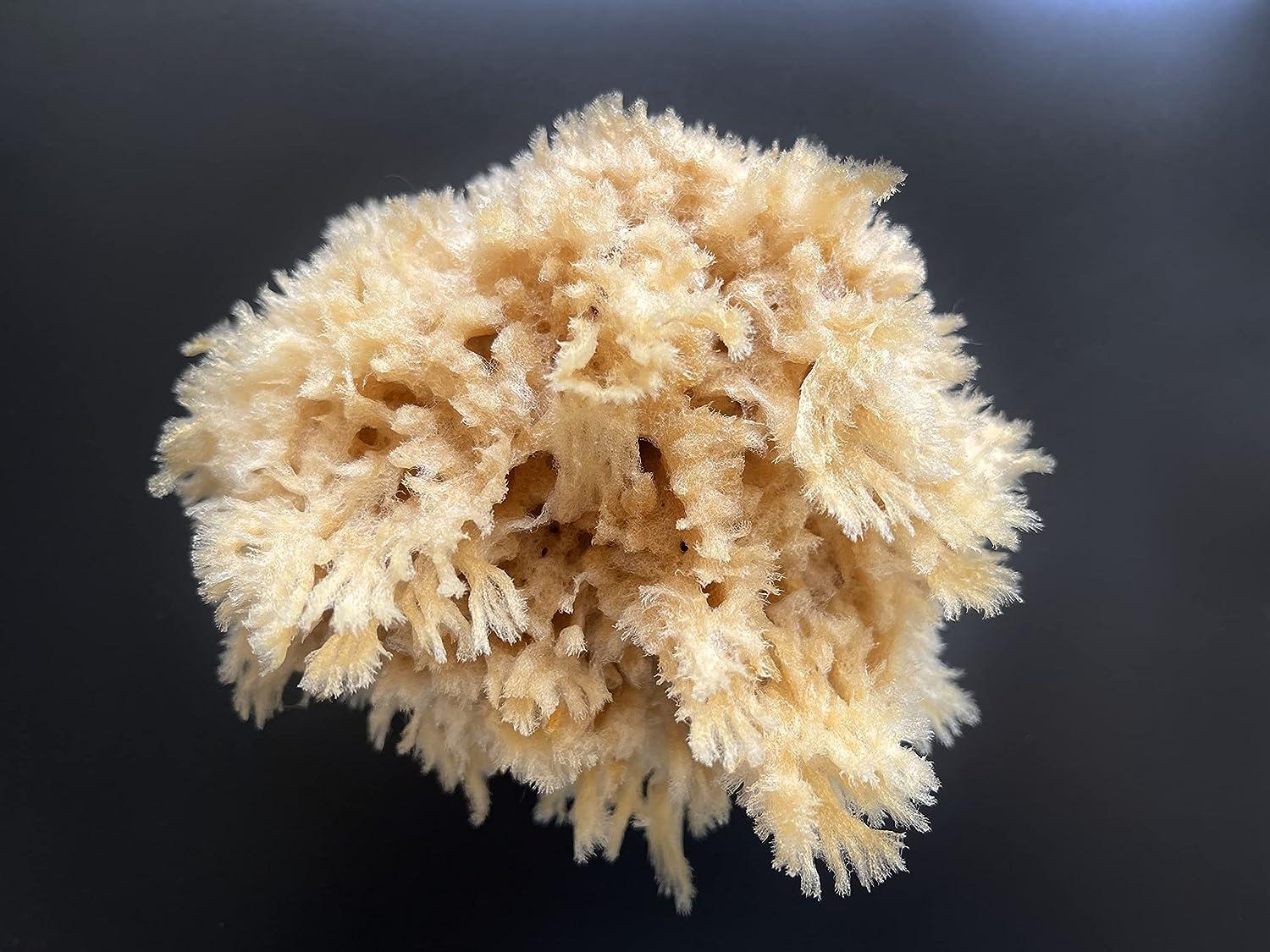 Premium Sea Wool Art Sponge: Professional Grade for Painting ...