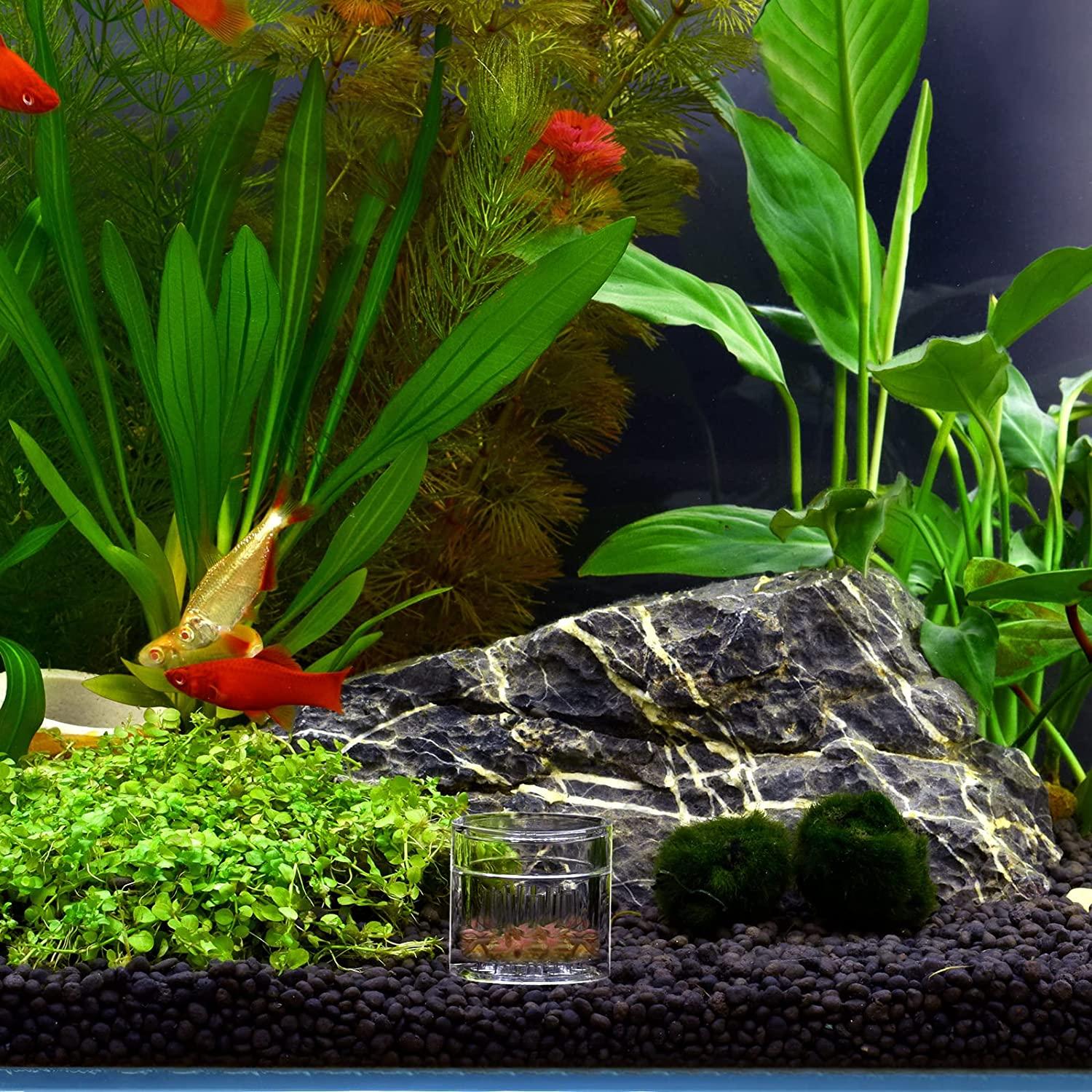 WEAVERBIRD Planaria and Leech Trap - Clear Glass Tube with 8 Holes for ...