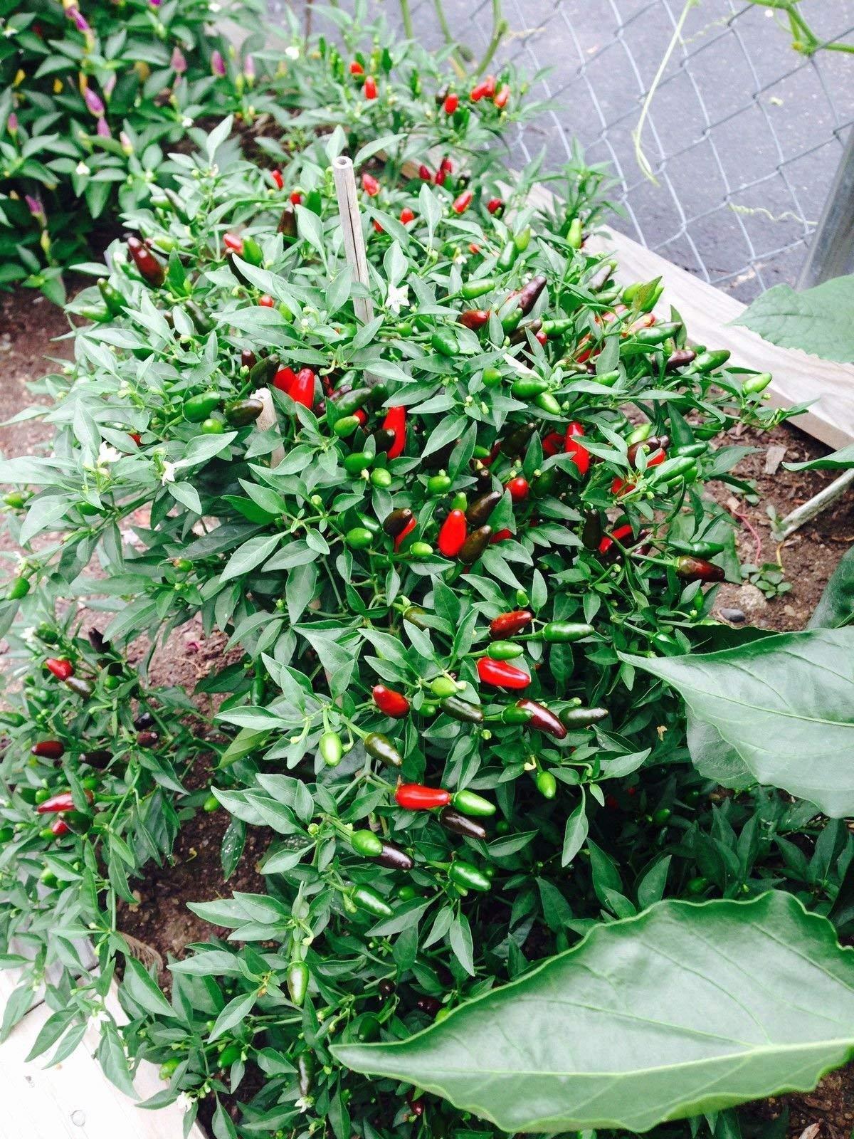 Thai Piccolo Hot Pepper 30 Semi biologici Pepper | Buy Now with Express ...