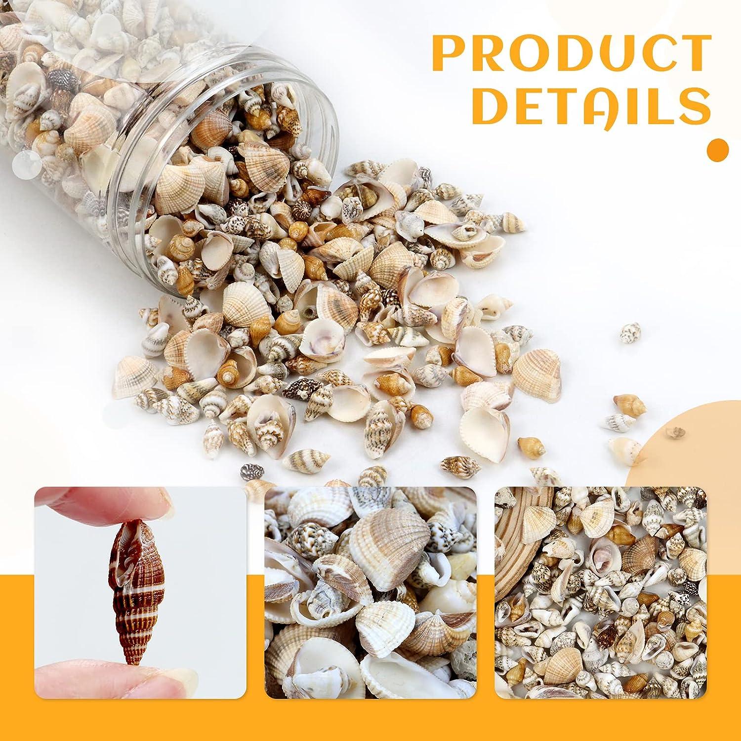 Weoxpr 1000pcs Mini Sea Shells Mix - Natural Ocean Beach Seashells for ...