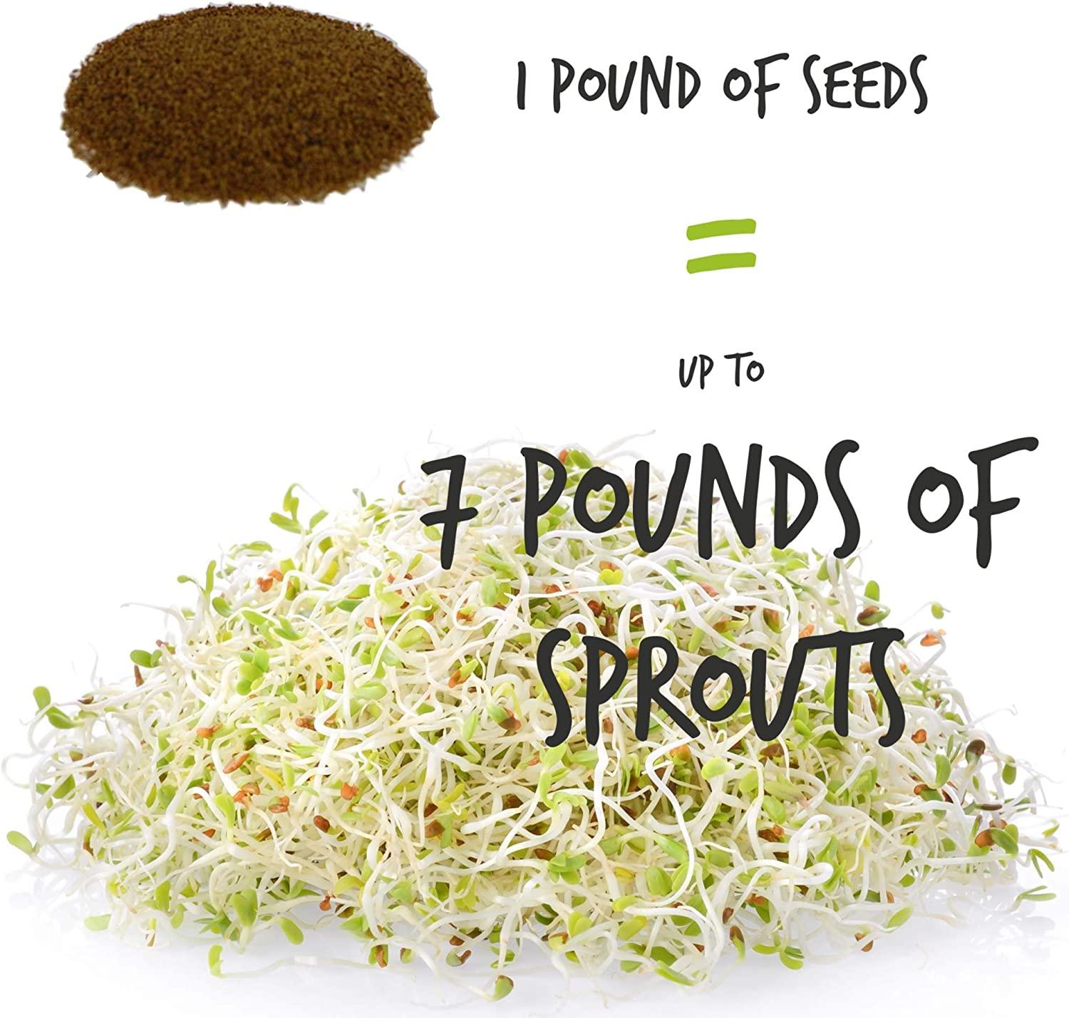 Organic Certified Alfalfa Sprout Seeds - 16 Oz - Perfect for Sprouting ...