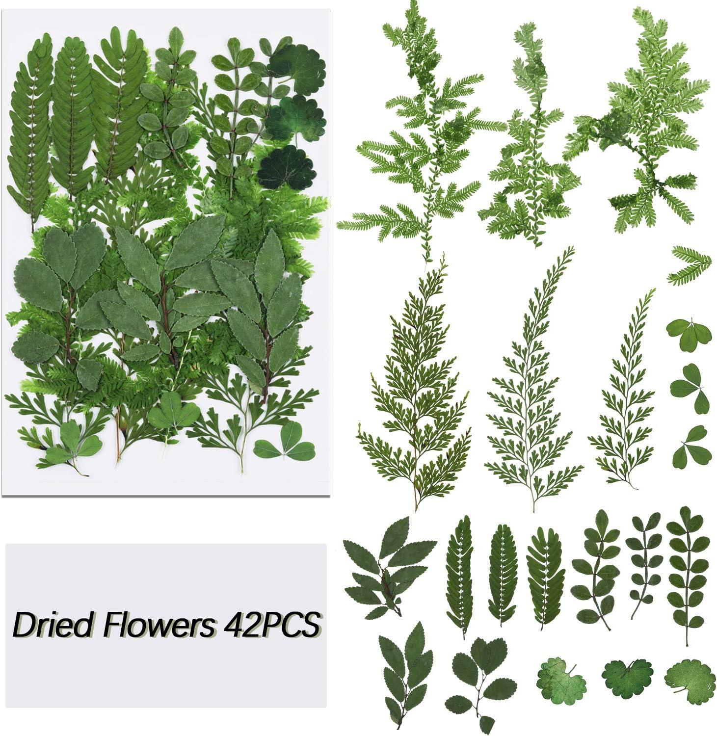 Dried Pressed Leaves and Flowers Assorted Greenery for Resin Art - 42 ...