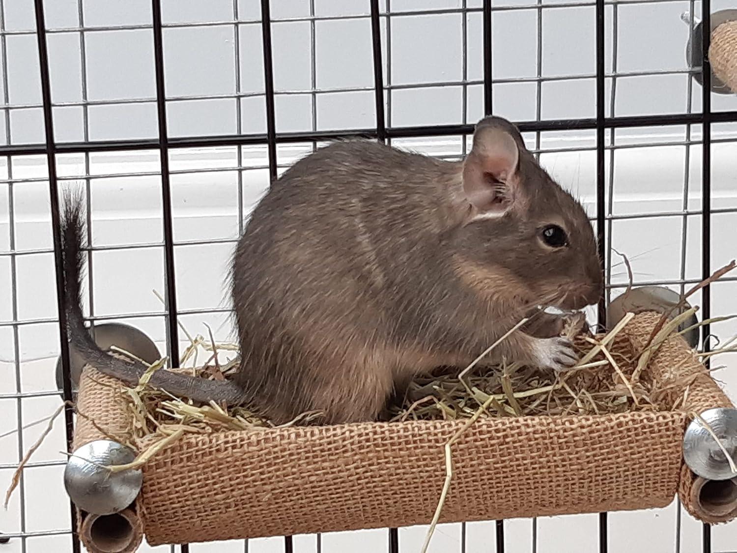 Good Degu Beetroot Bites- Degu treats 2-pack | Buy Now with Express ...