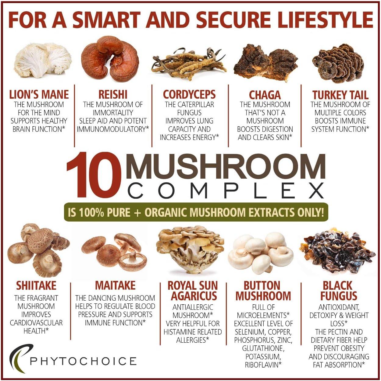 10-Mushroom Complex Nootropic Supplement | Brain Memory Focus Energy ...