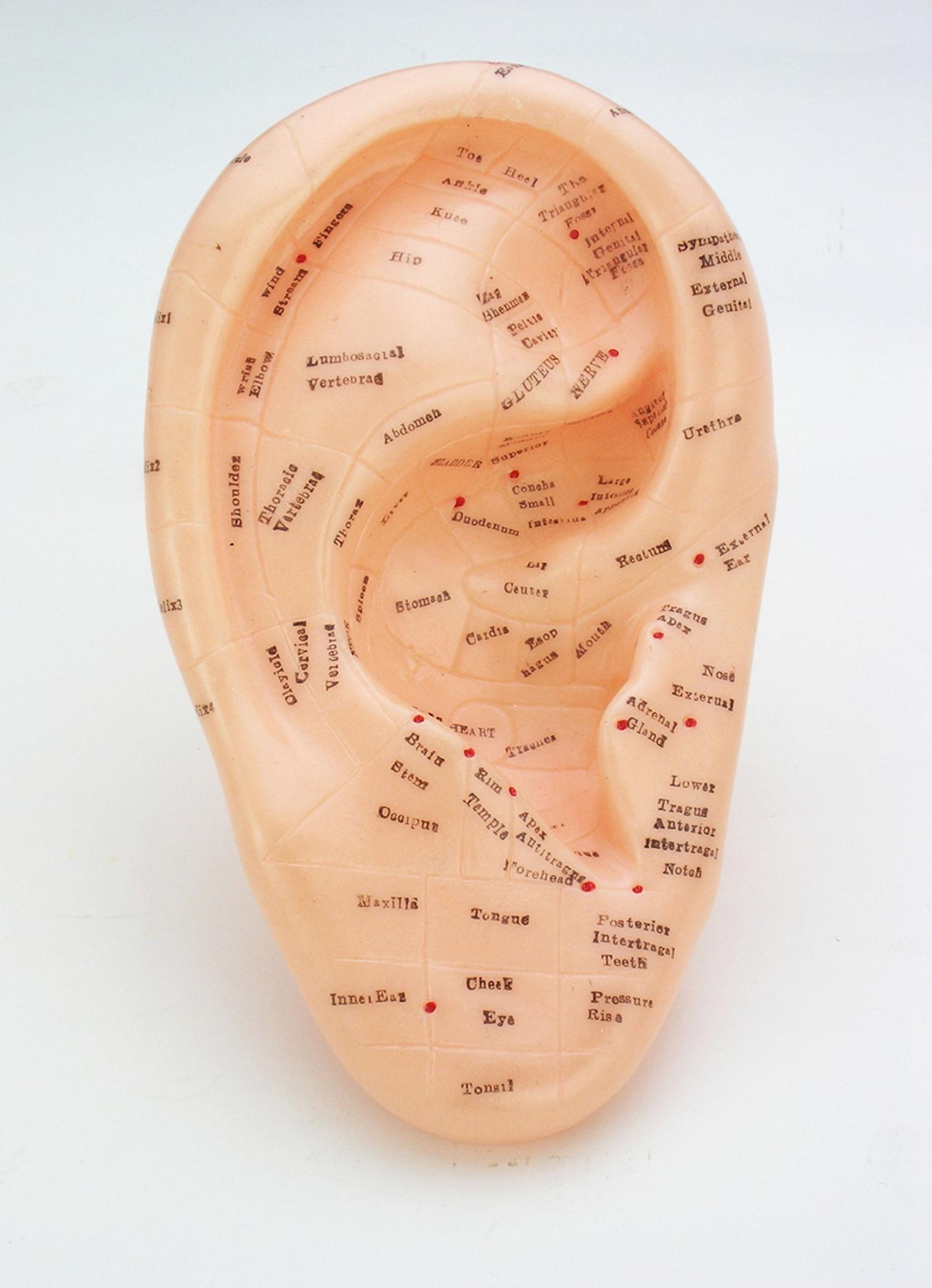 17cm Ear Acupuncture Points and Reflexology Model - Points Identified in Standard English ...