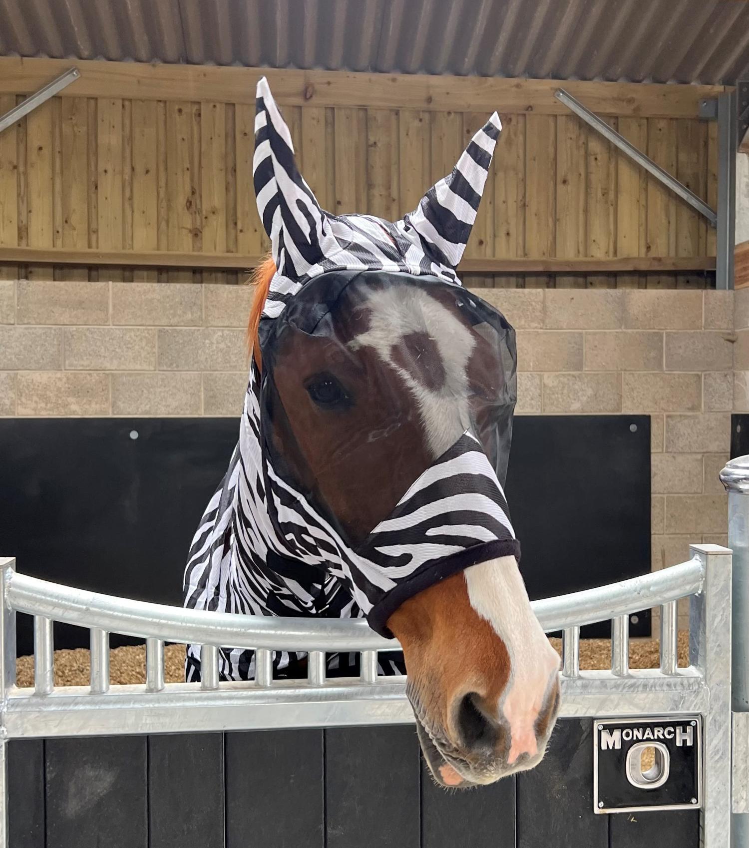 Zebra Print Fly Mask Hood with Ears Horse and Pony Sizes (S (Pony ...