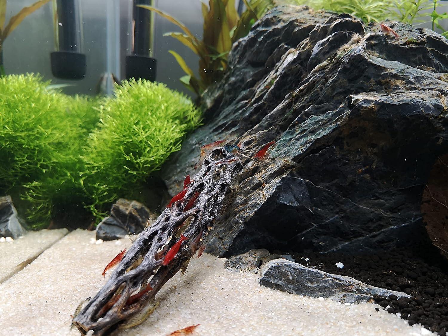 Proximus N1 Cholla Wood aquarium decoration for aquascape shrimp tank ...