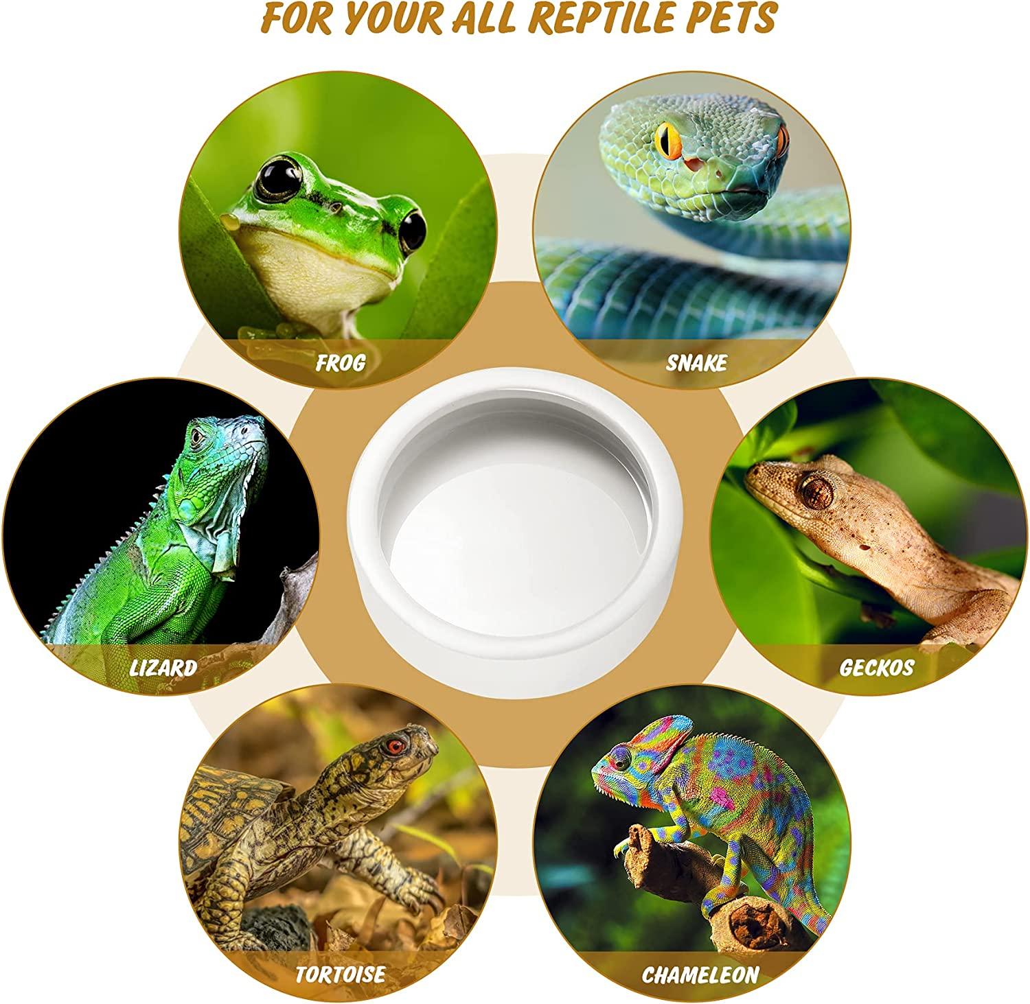 Small Reptile Pets