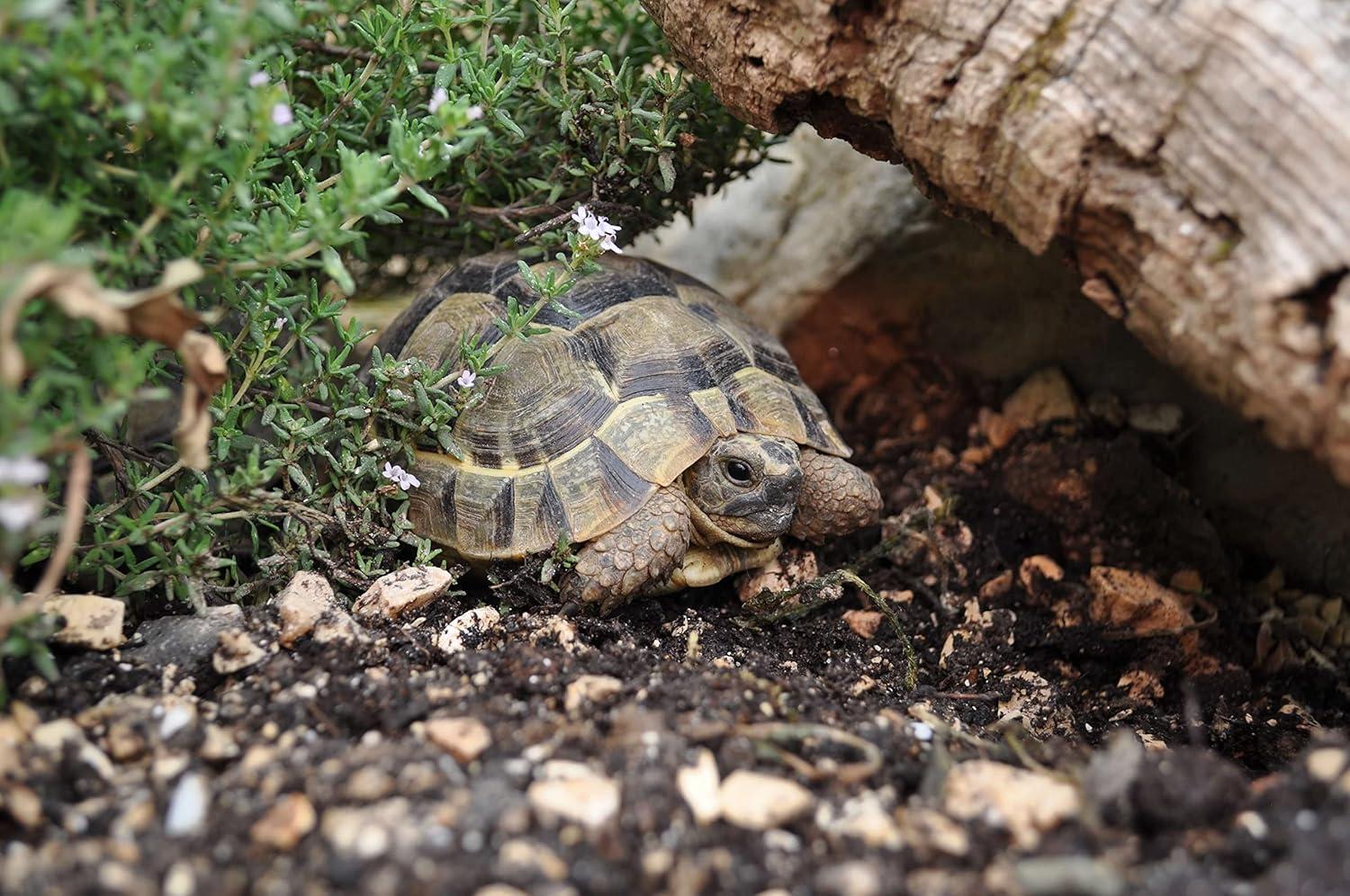 Linsor Turtle Soil - Natural Fertilizer-Free Substrate for Tortoises ...