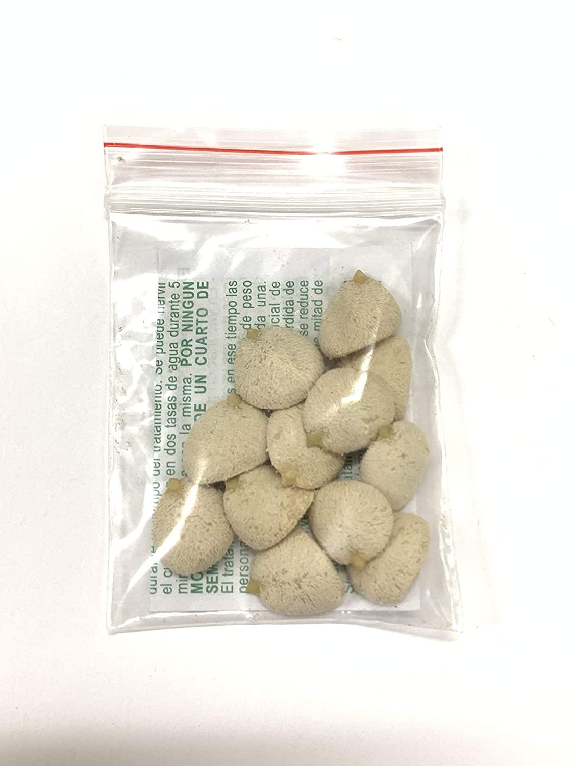 5 Pack Indian Nut 60 Seeds for Weight Loss - Original Indian Seed for ...