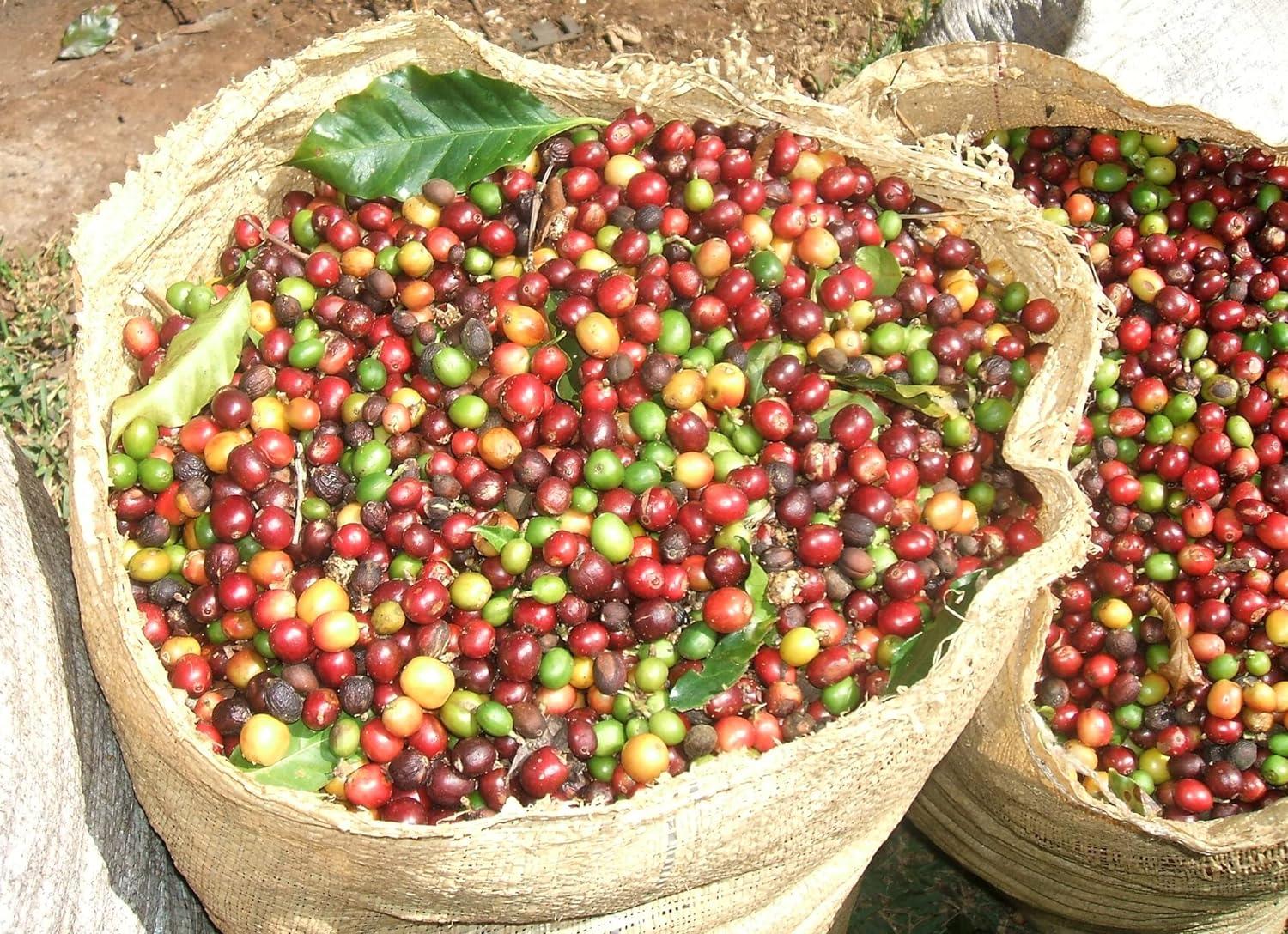 Moreish Coffee Roasters Strong Shit! Coffee Bags - Dark Roasted Blend ...