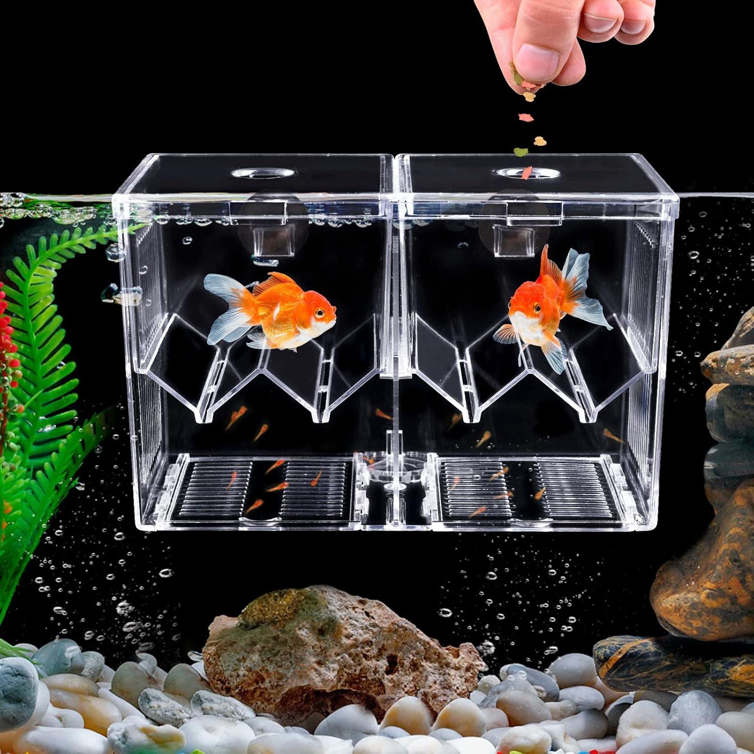 guppy fish breeding setup