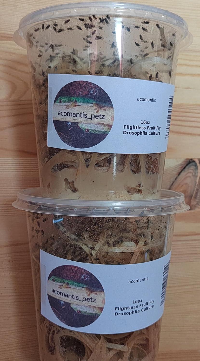 acomantis 2x16oz double-pack Flightless Fruit Flies Live Food ...
