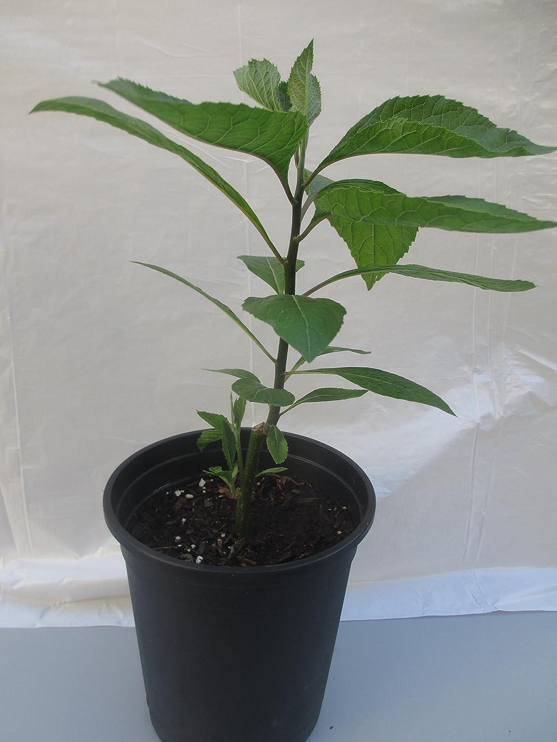 Bitter Leaf Plant - Vernonia amygdalina | Herbal Medicinal Benefits ...