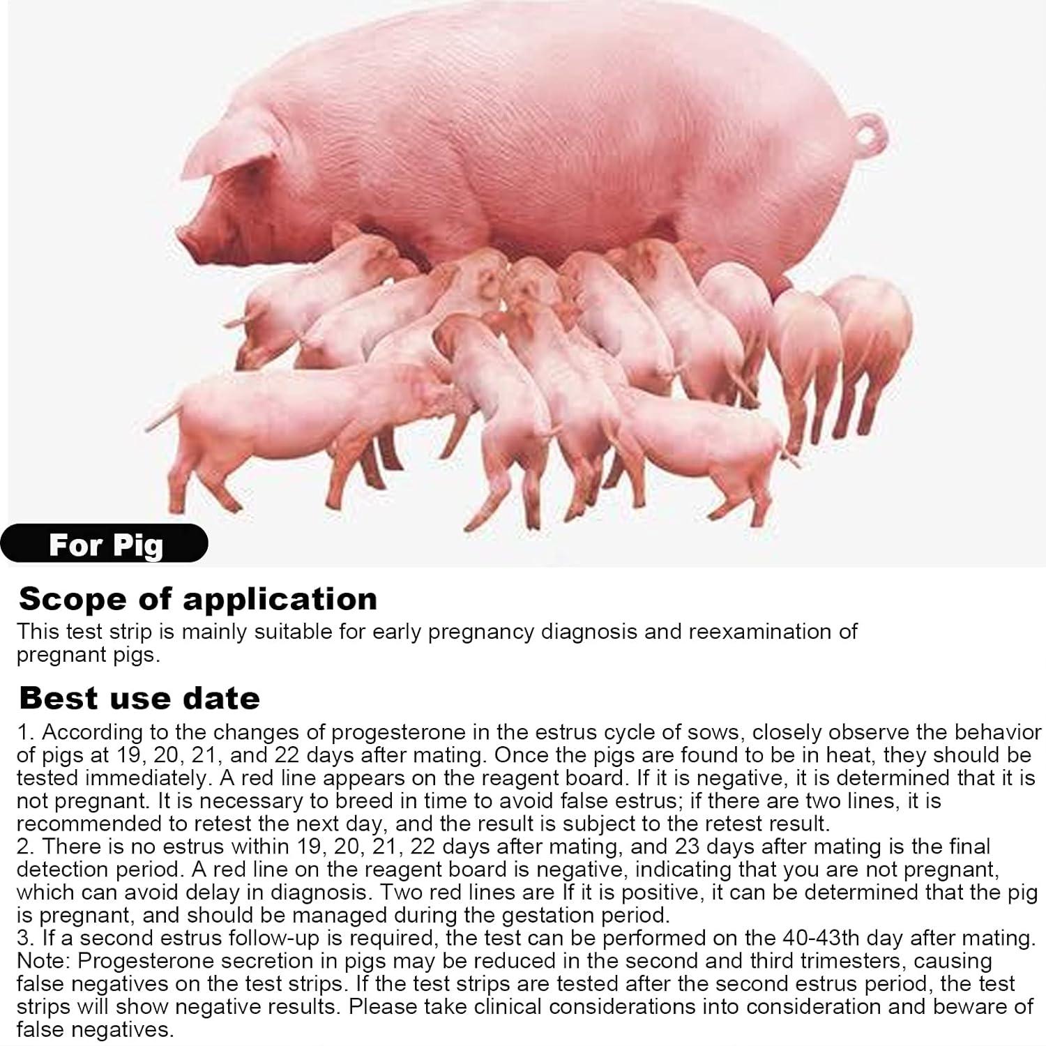 Pregnant Pig Detection Rapid First Response Pregnancy Test Early ...