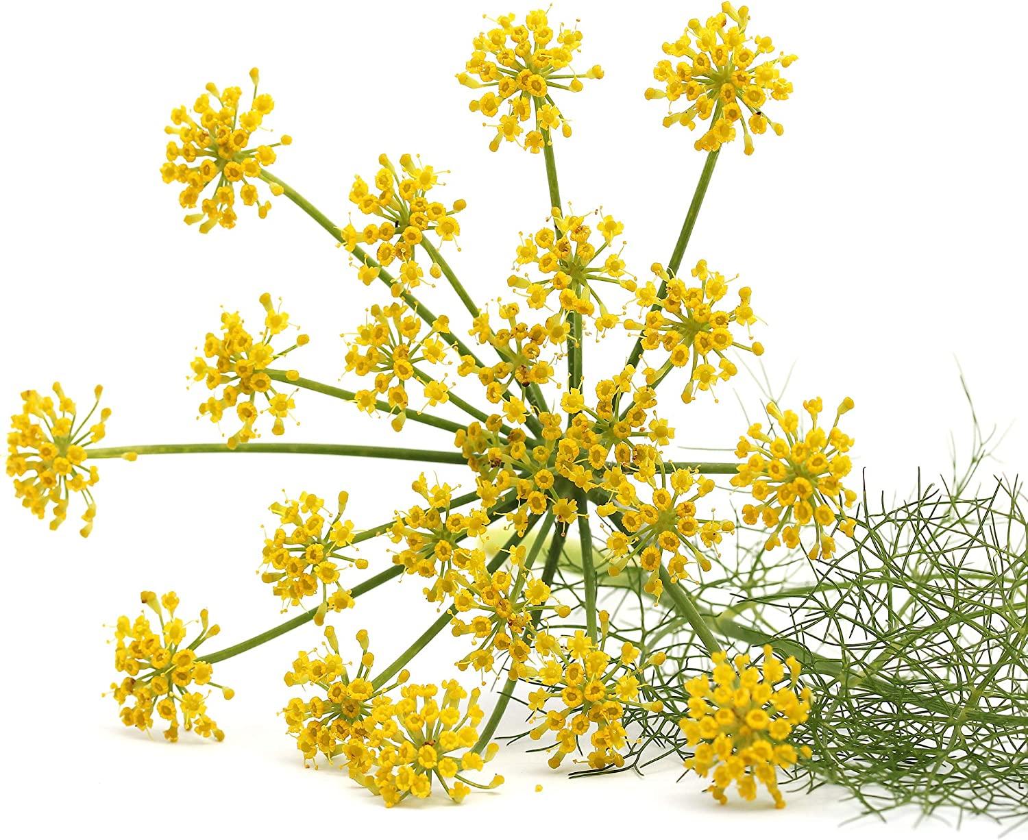 Outsidepride Fennel Herb Garden Plant - Bulb, Foliage & Seed for ...