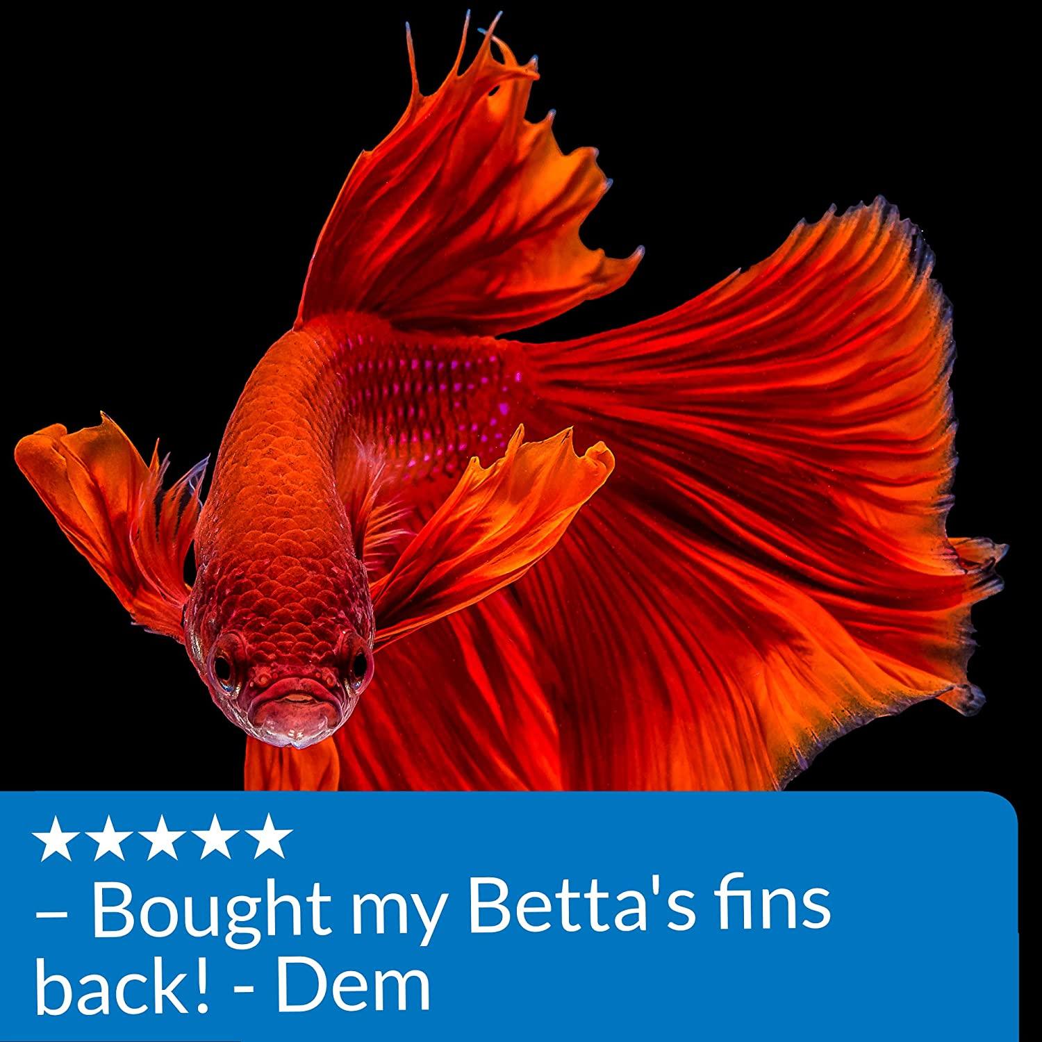 API FIN & Body Cure Freshwater Fish Powder Medication 10-Count Box