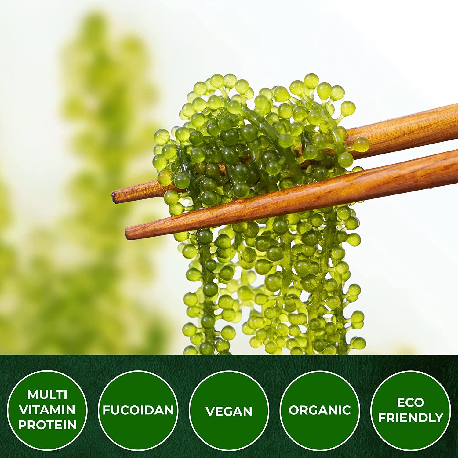 TASAMI Organic Sea Grapes Lato Seaweed Umibudo Green Caviar Superfood ...