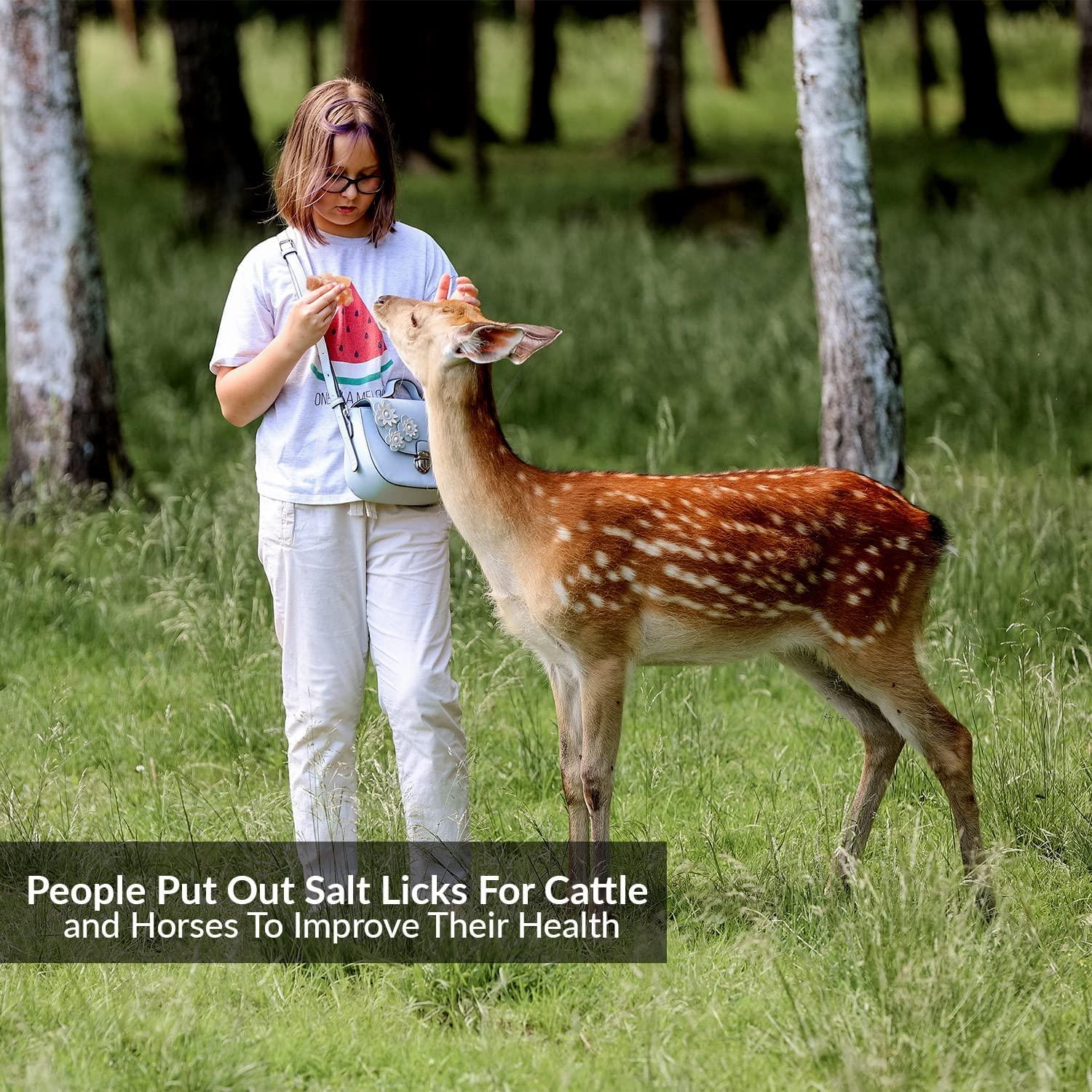 Himalayan Nature Licking Salt for Deer Pack of 2 | Buy Now with Express ...