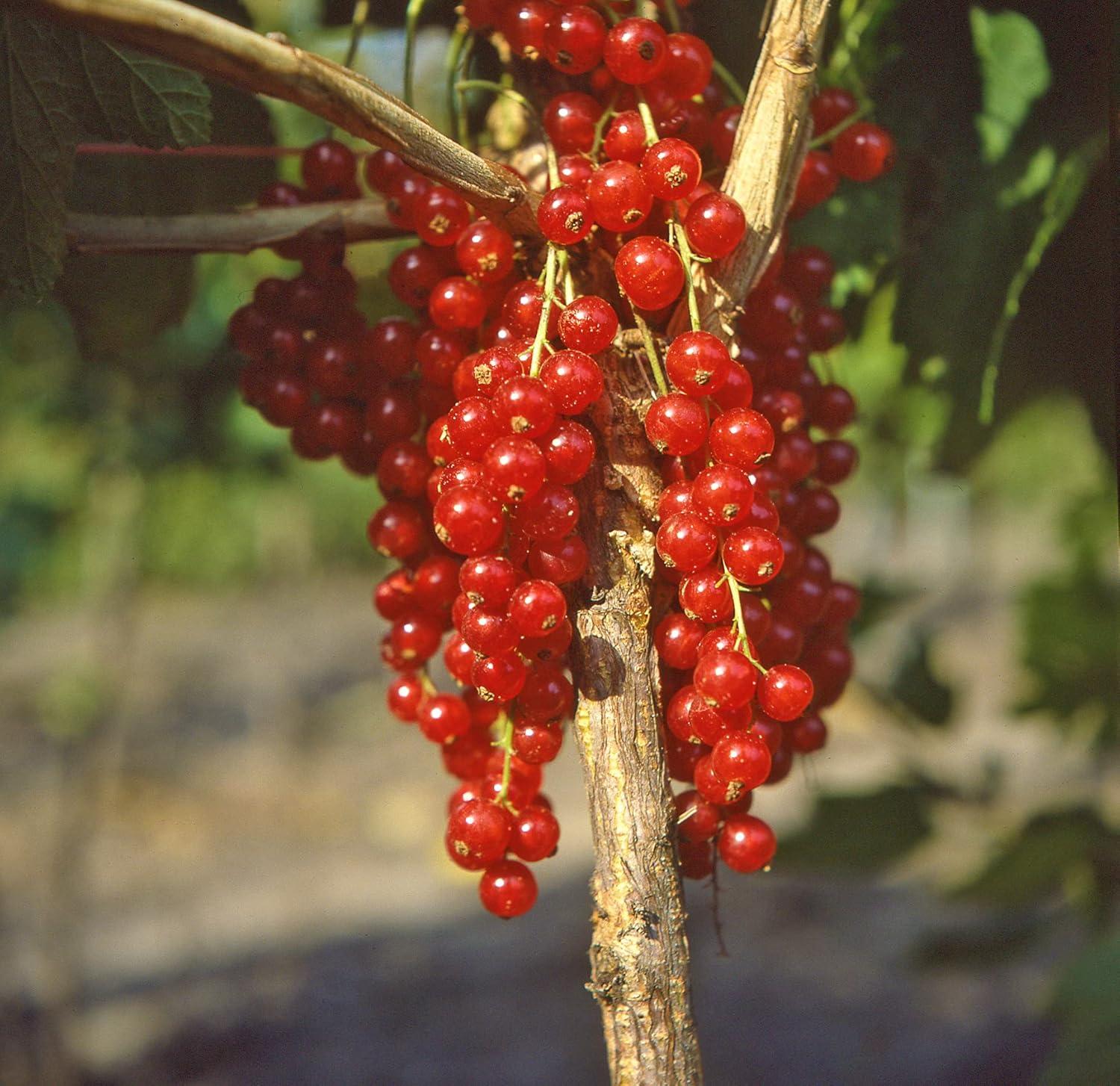 Red Currant 'Rovada ' - Half Standard in Container | Premium ...
