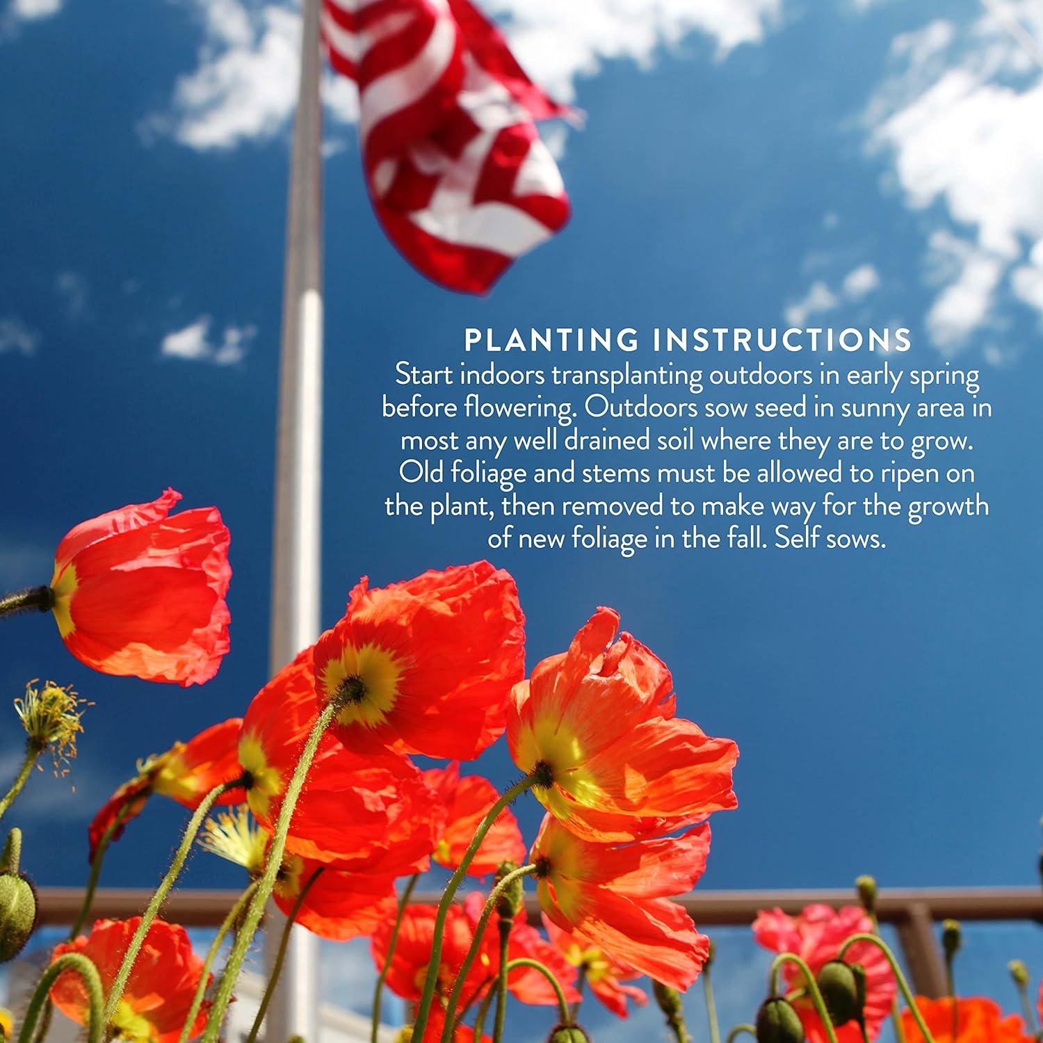 Veterans Day Red Poppy Seed Packets - 50 Count Celebration of Life Gift ...