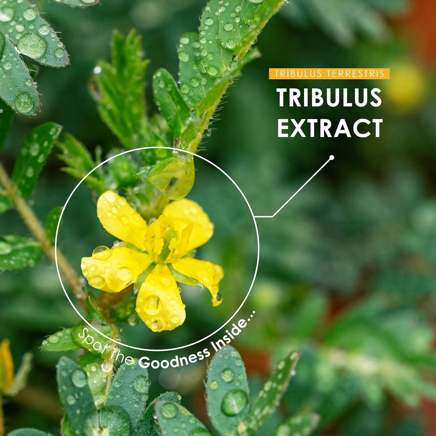 Tribulus Terrestris Extract 5000mg High Strength 95% Saponins - 120 ...