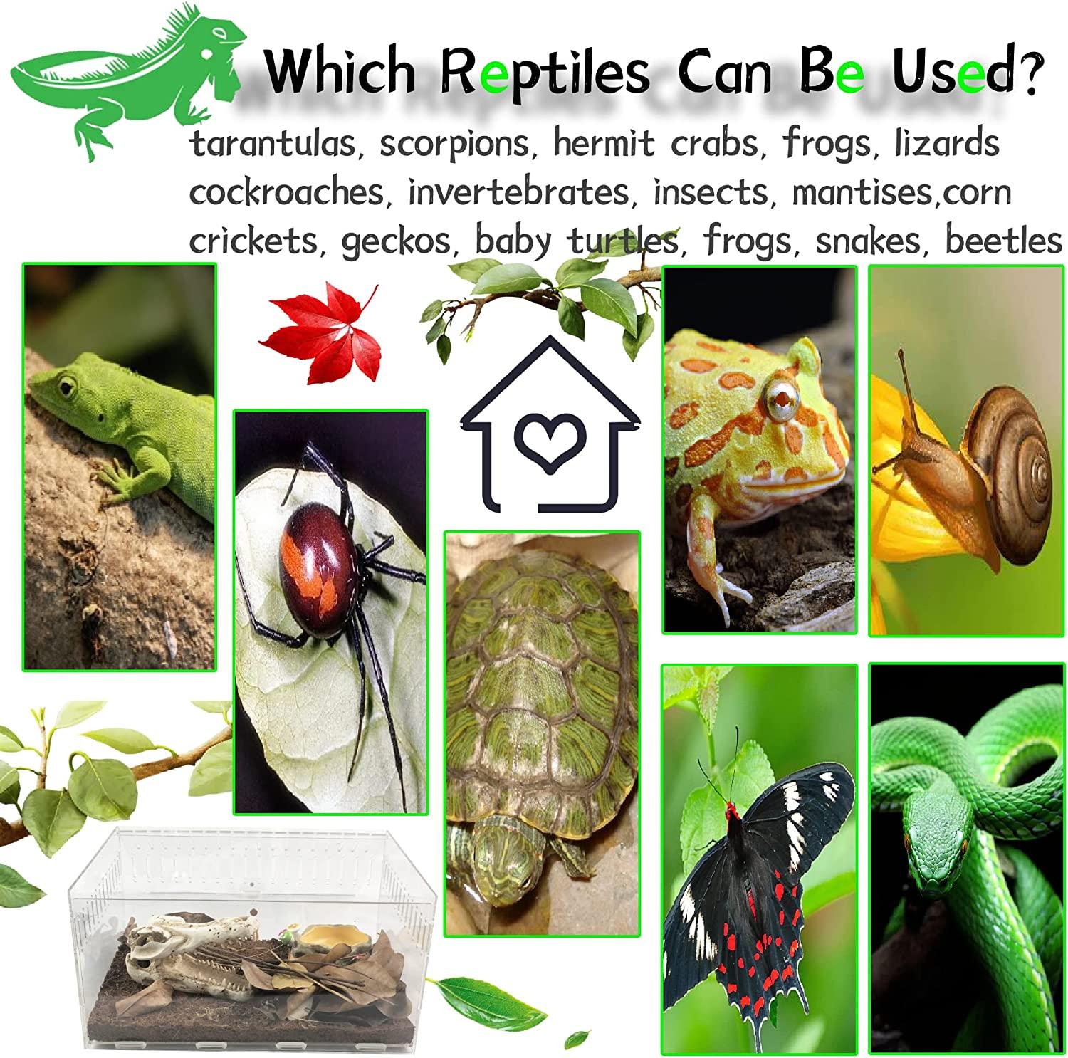 Magnetic Acrylic Reptile Cage Enclosure, 12x8x6 Inch - Ideal for ...