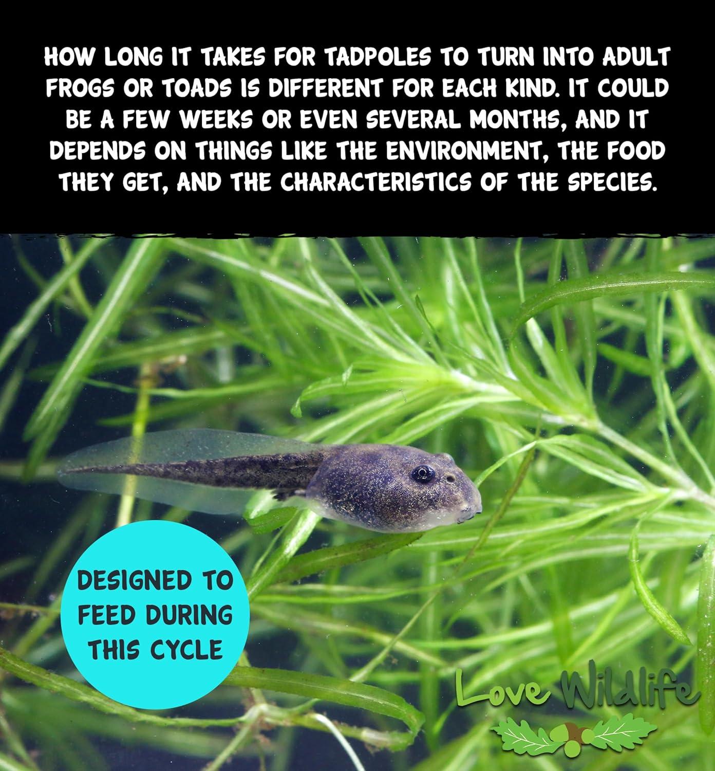 Love Wildlife Tadpole Hatchling Food 80g - Frogs Toads Newts | Buy Now with Express ...