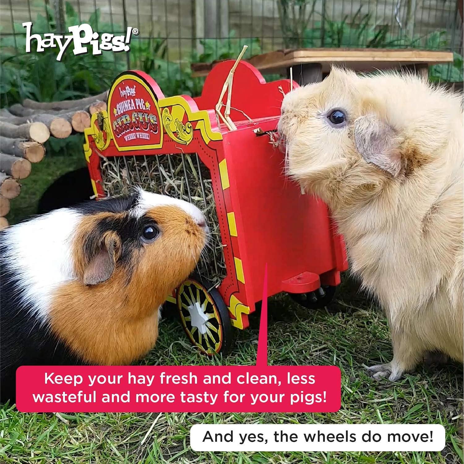 HAYPIGS Circus Themed WHEEK WAGON Hay Hopper: Guinea Pig Hay Rack and ...