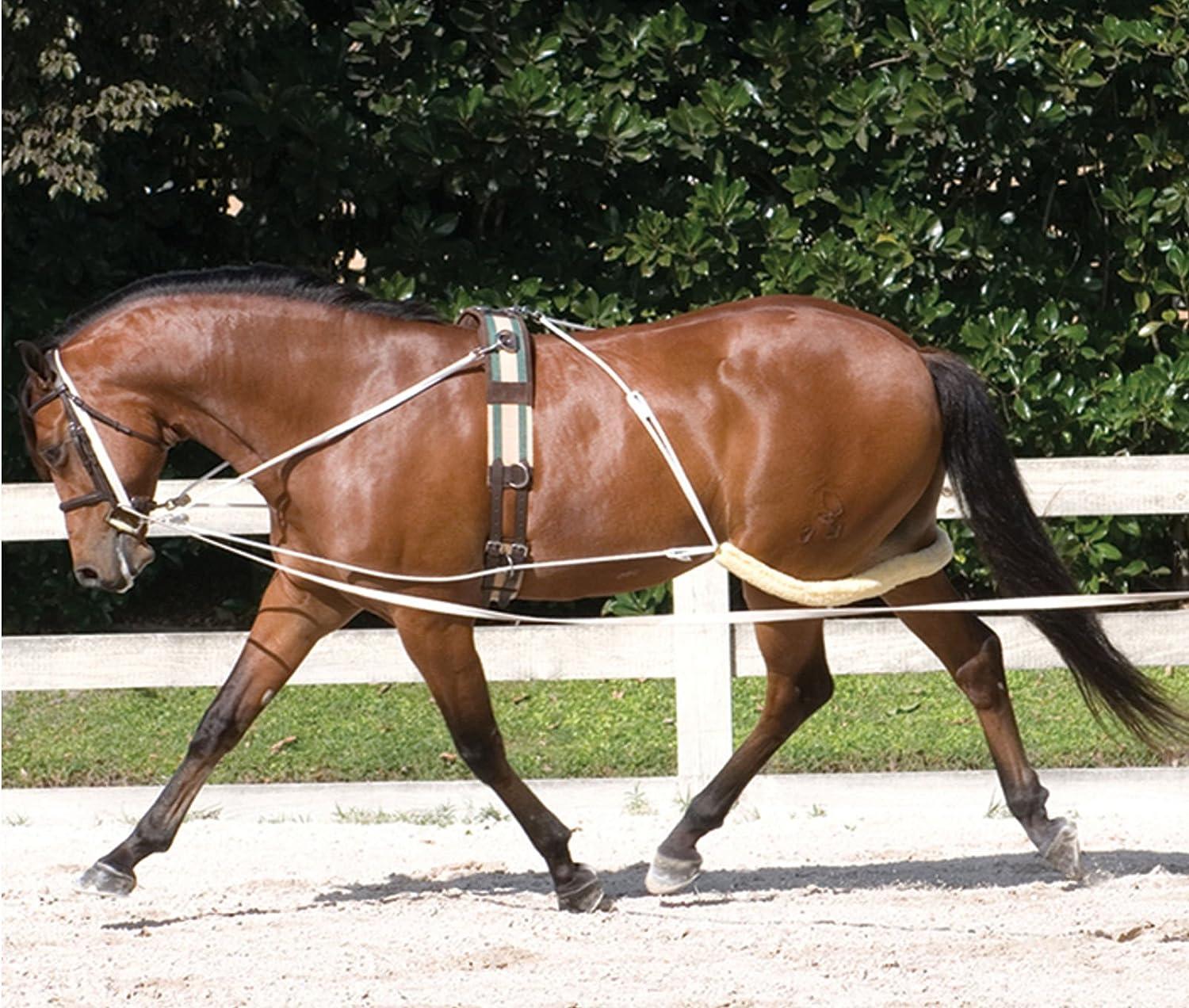 Horse Lunging Equipment