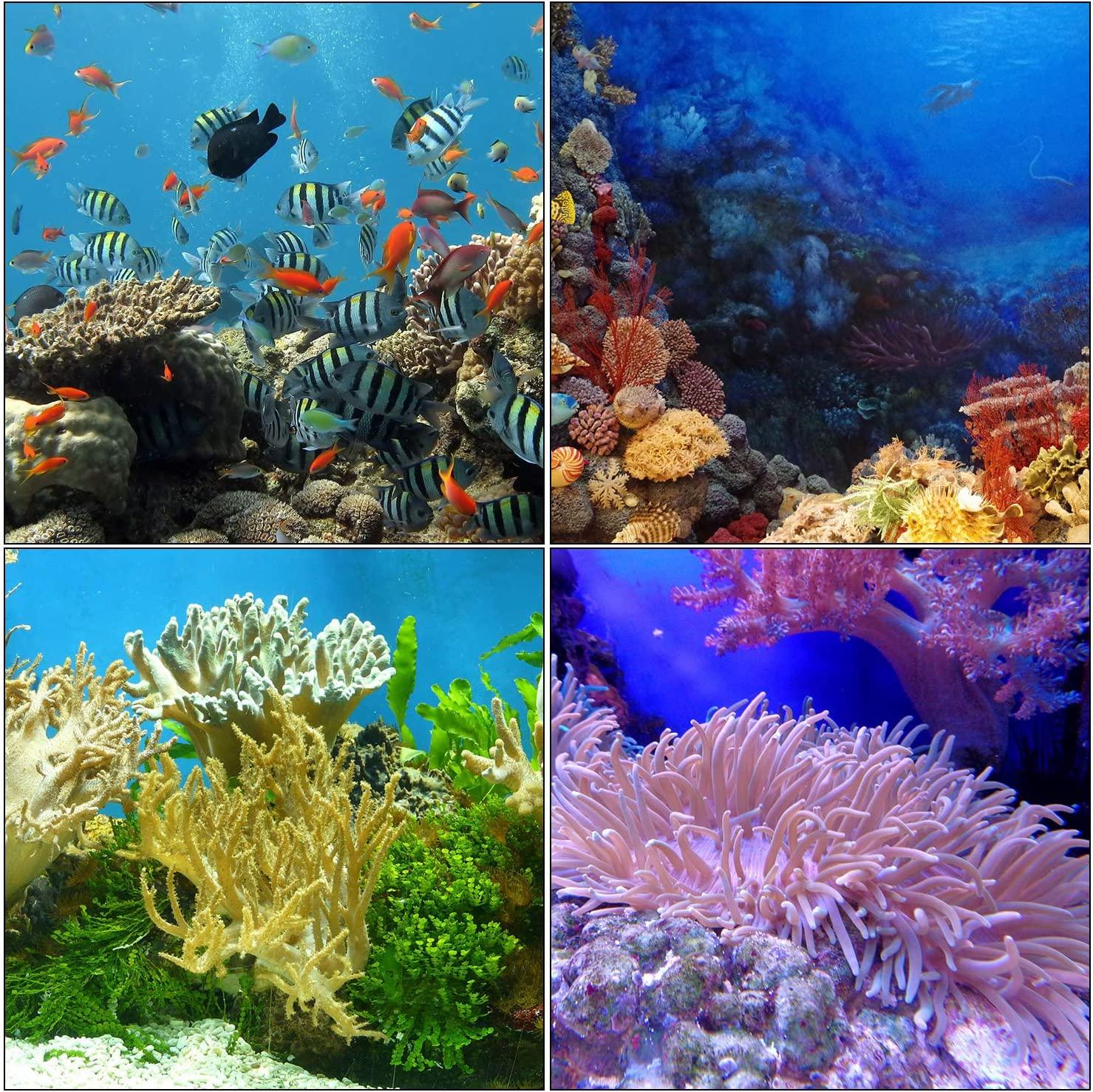 Boao 2-Piece Coral Feeder Set | 13.77 Acrylic Marine Fish Feeding Tool ...