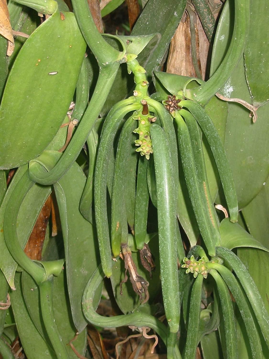 25 Split Grade B Madagascar Bourbon Vanilla Beans - Vanilla Products ...