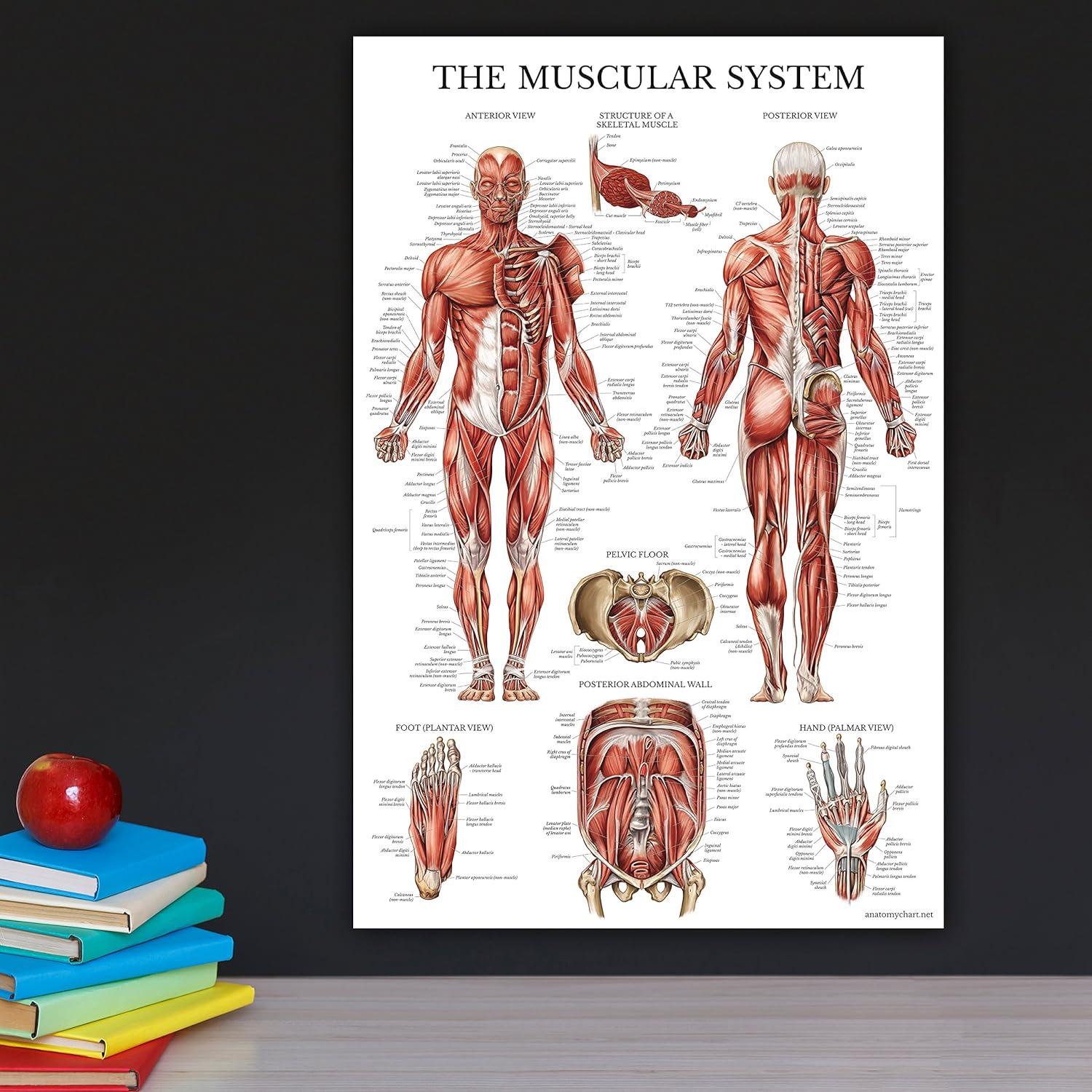 Quickfit Dumbbell Workout & Muscle Anatomy Poster Set - Laminated 18x27 ...
