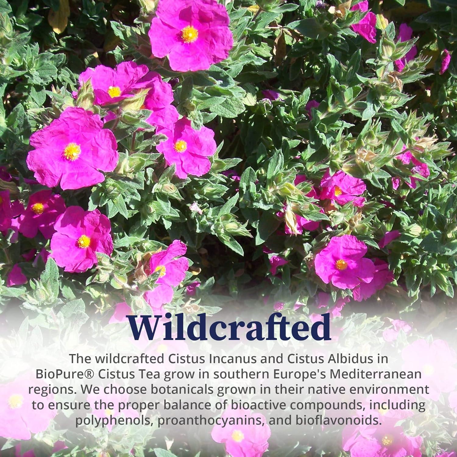 BioPure Cistus Loose Tea - Wildcrafted Cistus Incanus & Cistus Albidus Tea for Immune Support- 3 ...