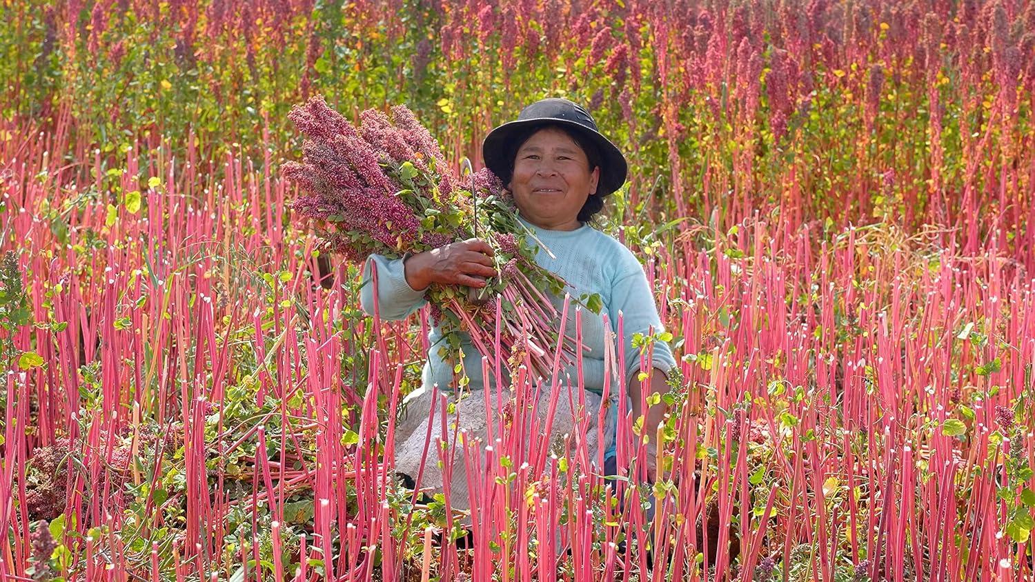 Quality Superfood Amaranth Seeds Grown in The Peruvian Andes Mountains ...