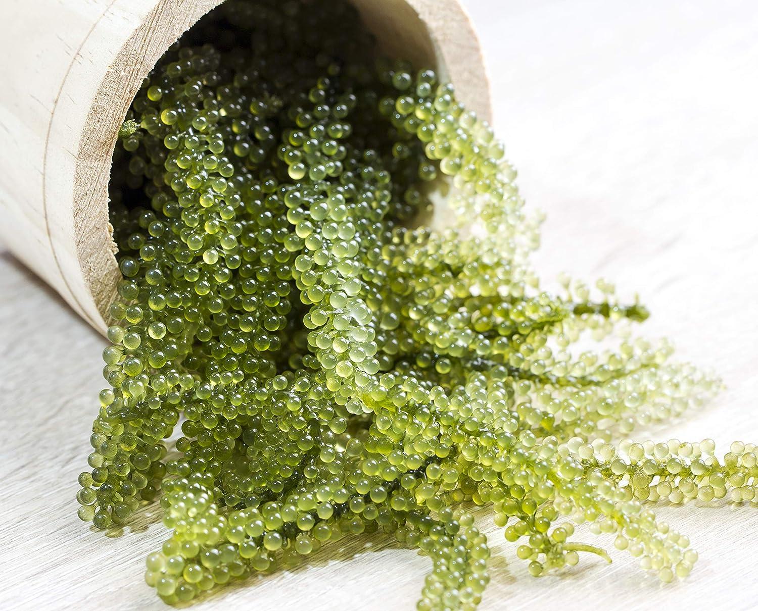 Umibudo Sea Grapes - Delectable Green Caviar Seaweed, 1.76oz/50g ...