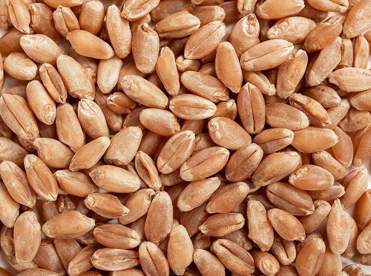 spring wheat berries