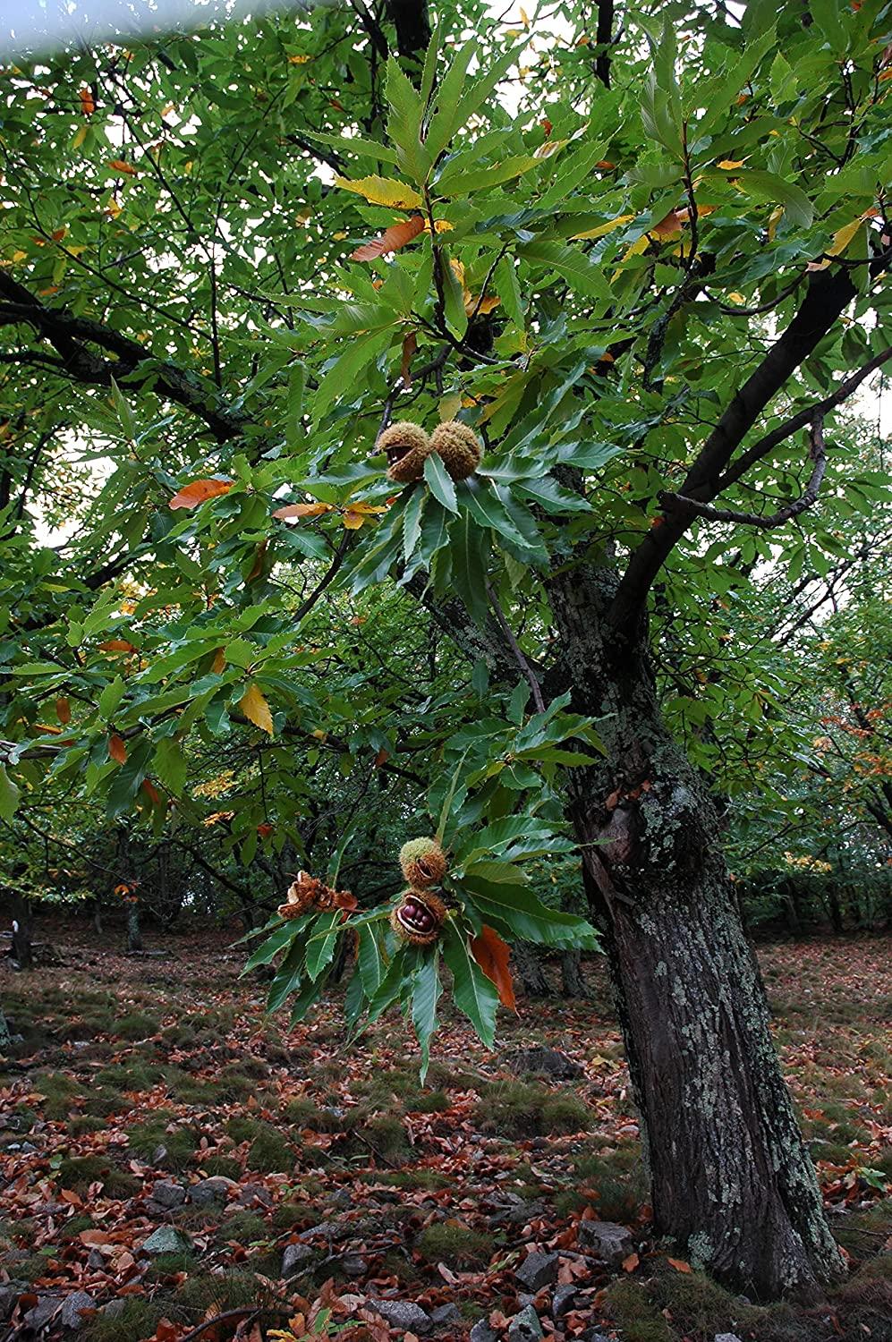Ardeche France Chestnuts 420g (Pack of 2) - Peeled & Ready to Eat ...