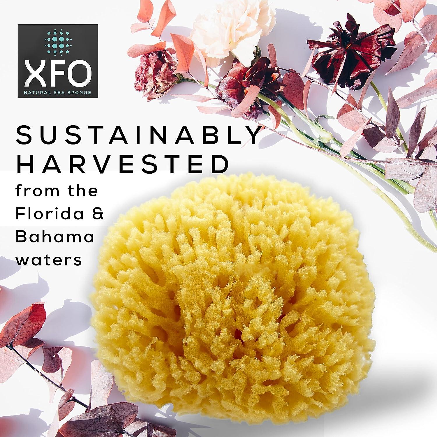 ideelz XFO Sea Sponge (Medium 4.5) - All Natural Yellow Loofah Sponge ...