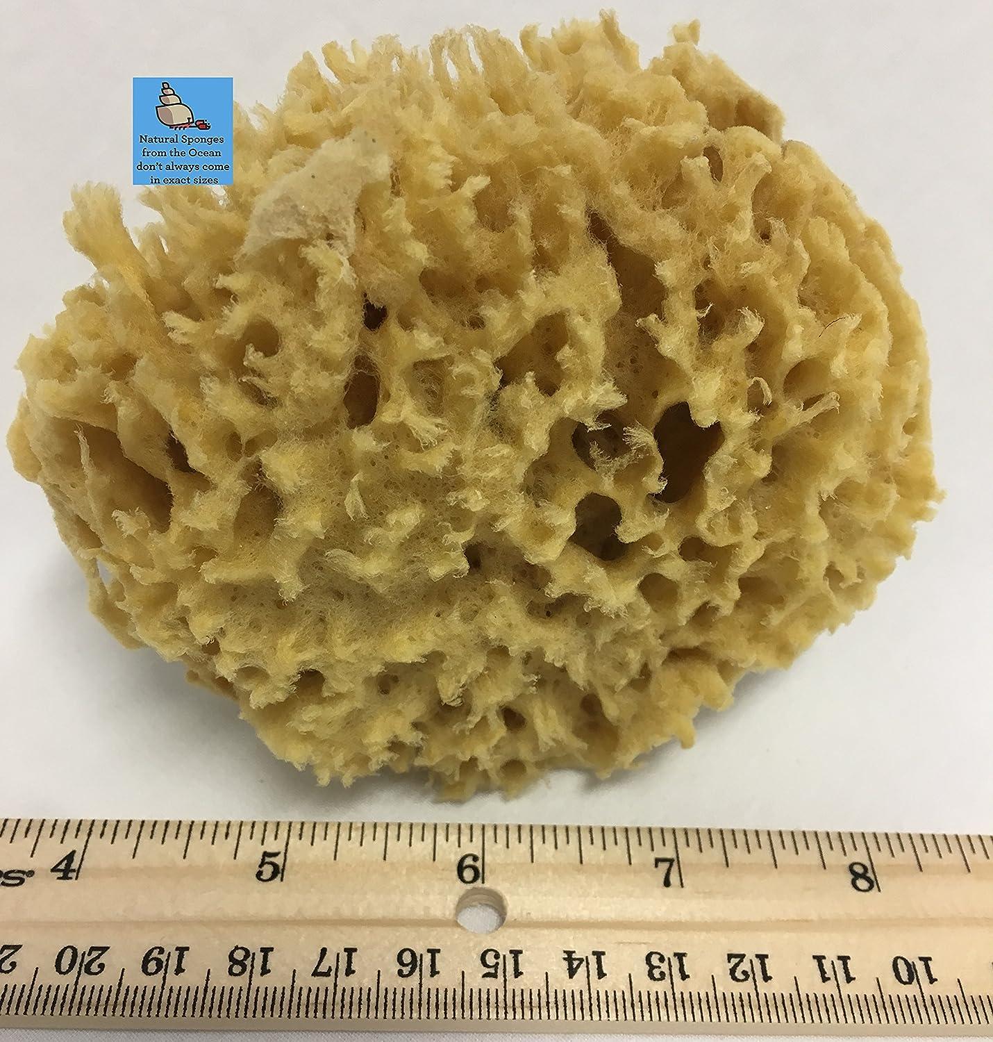 Natural Sea Wool Sponge 4-5 by Awesome Aquatics - Perfect for Bath and ...