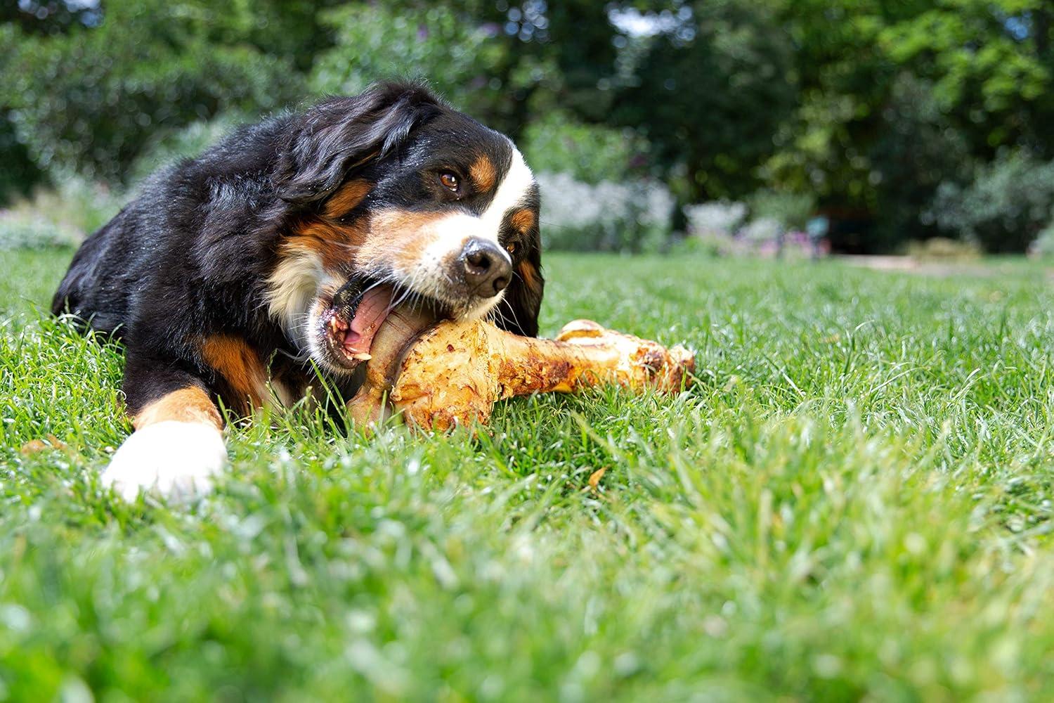 Buy Irish Premium Beef Chewing Bones for Dogs | Cereal-Free & Sensitive ...