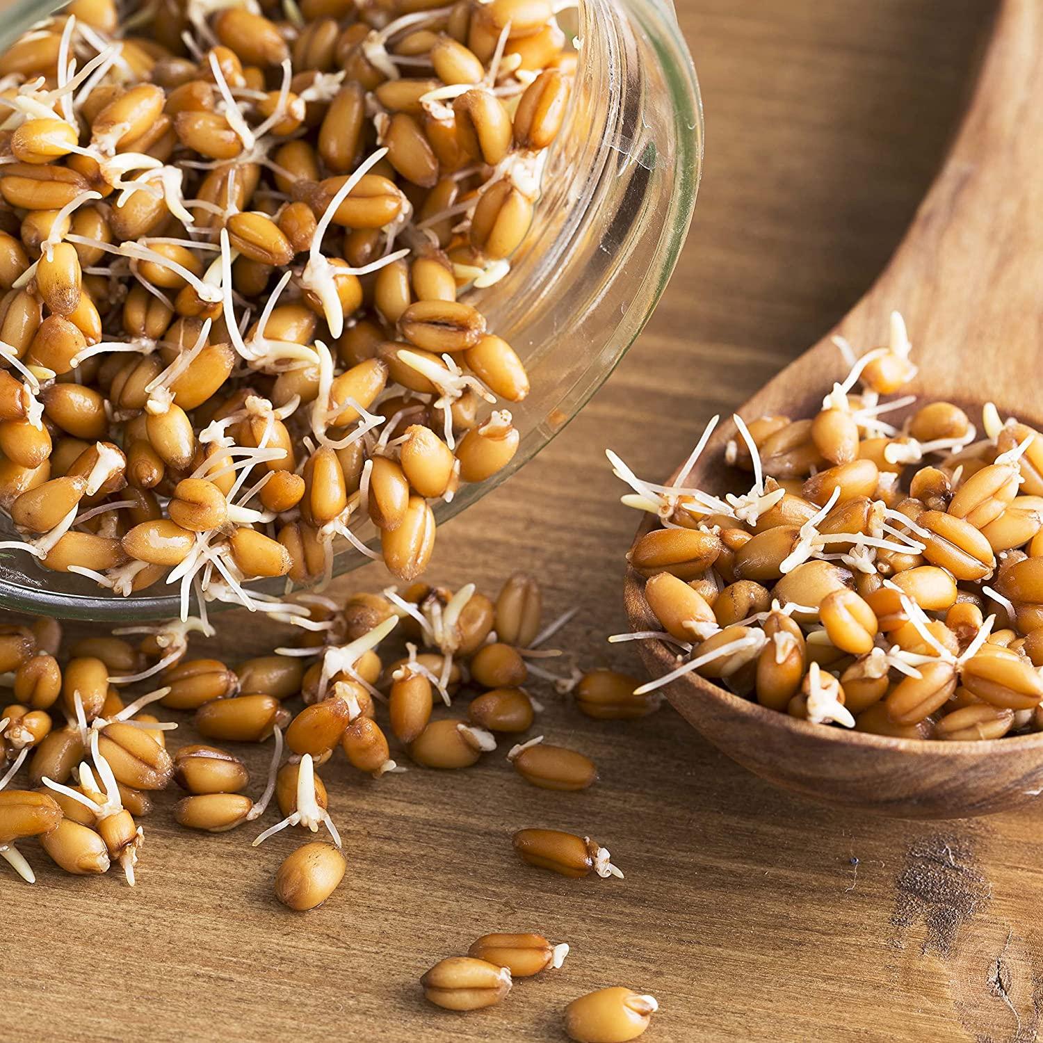 Organic Soft White Wheat Berries - Non GMO, Kosher, USA Grown - 28oz (1 ...