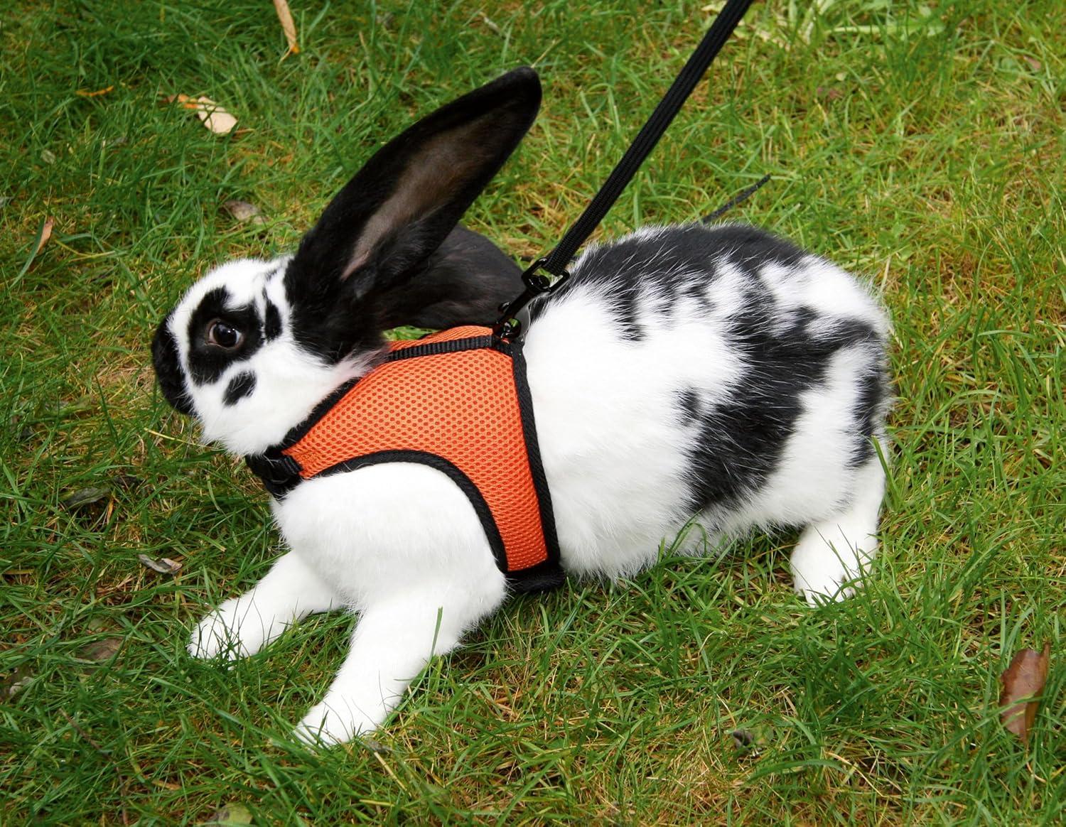 Shop Kerbl Rabbit Harness with Flexible Leash - Adjustable 22-26 cm ...