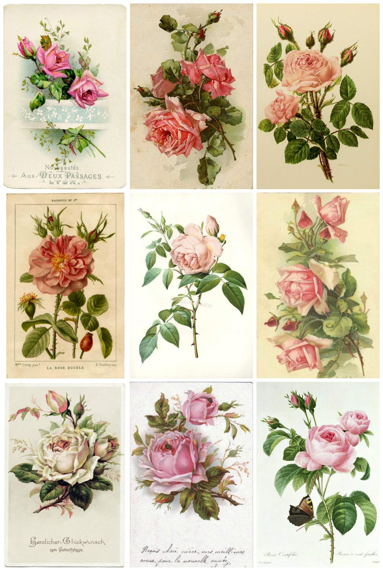 Vintage French Roses #2 Collage Sheet | 8.5 x 11 | Floral Scrapbooking ...