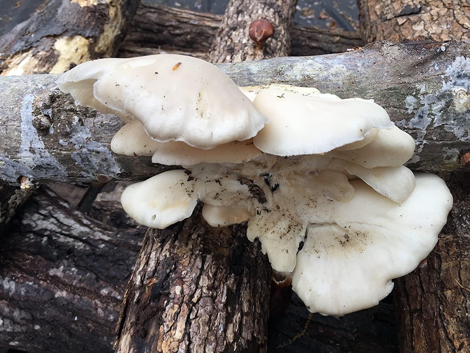 Oyster Mushroom Mycelium Plug Spawn - 100 Count | Grow Edible ...