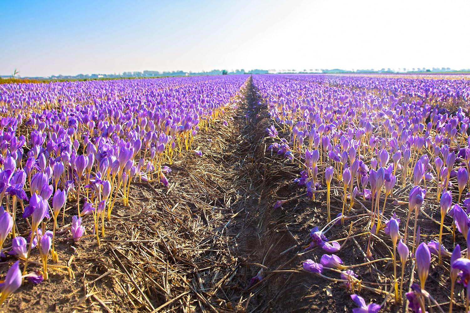 Sara Saffron 4g Highest Grade A+ 100% Authentic Saffron Threads ...