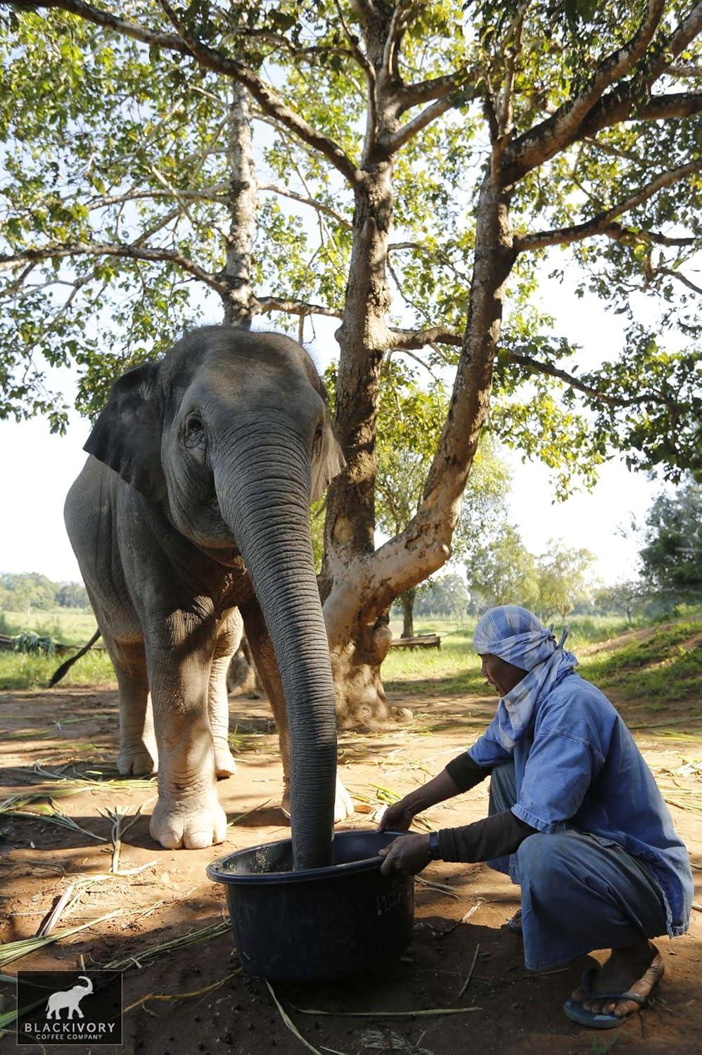 Black Ivory Coffee Whole Bean Coffee - The World's Most Expensive ...